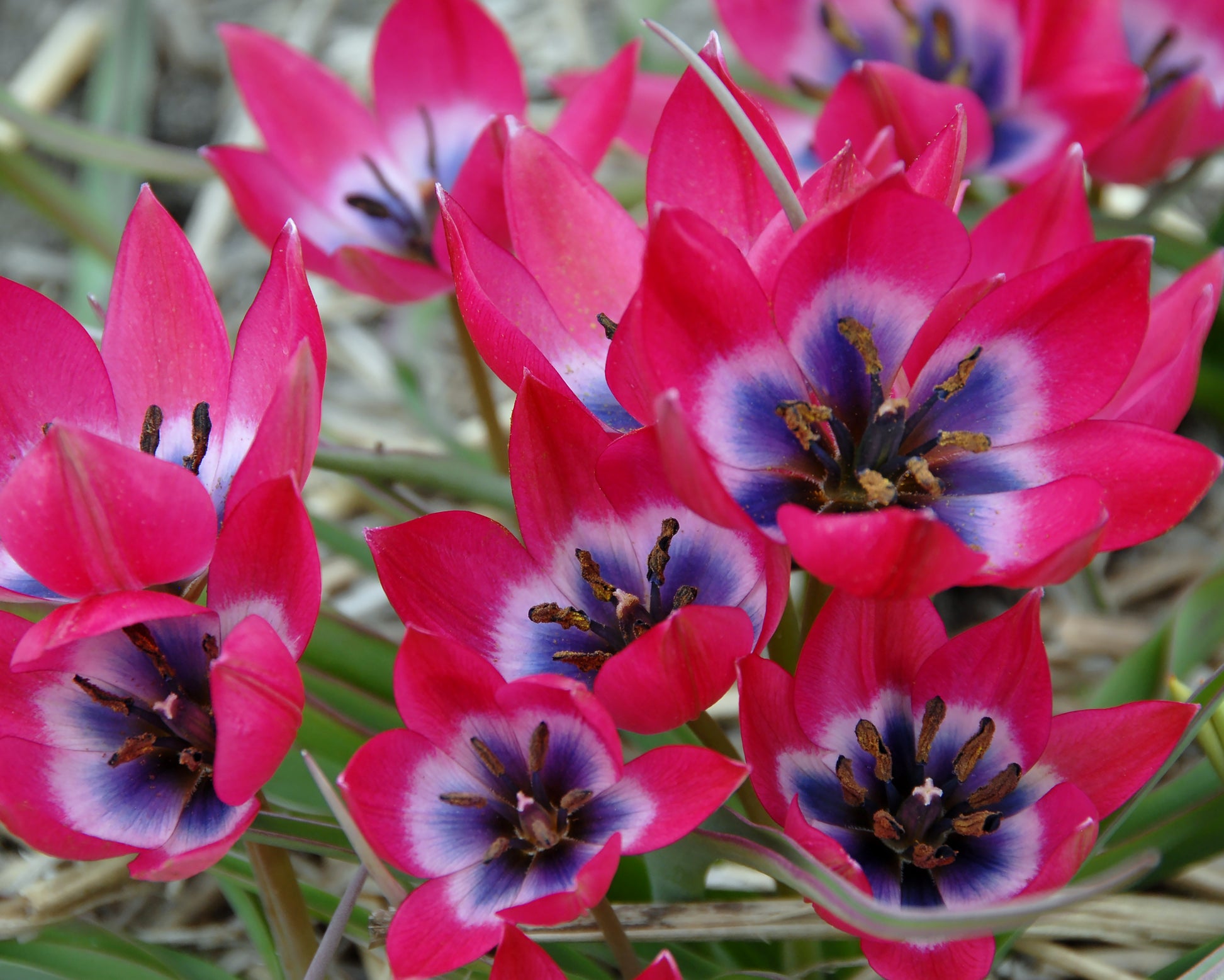 Tulip 'Little Beauty' bulbs — Buy online at Farmer Gracy UK