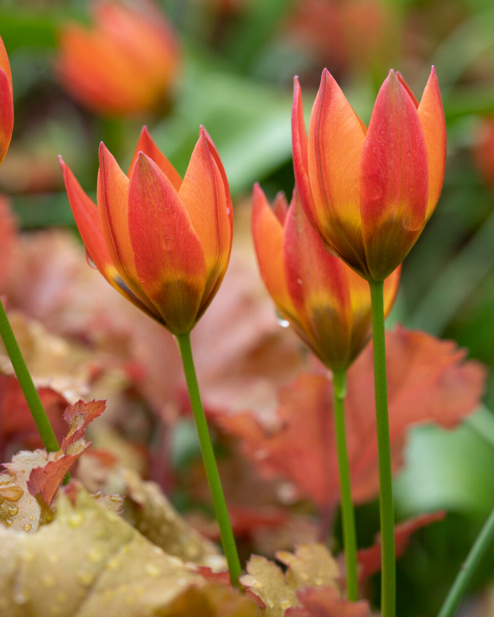 Tulip 'Little Princess' bulbs — Buy online at Farmer Gracy UK