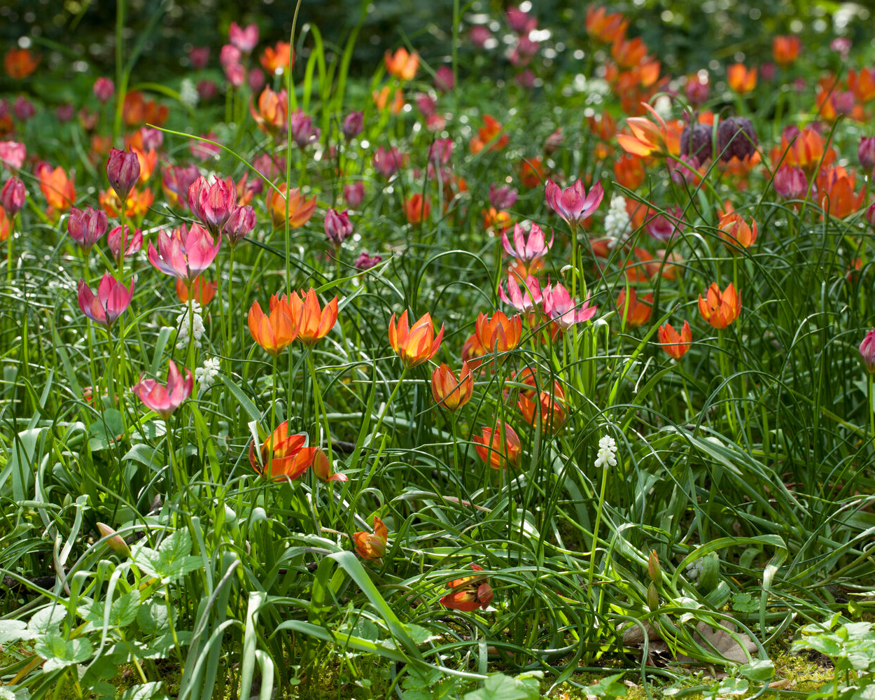 Tulip 'Little Princess' bulbs — Buy online at Farmer Gracy UK