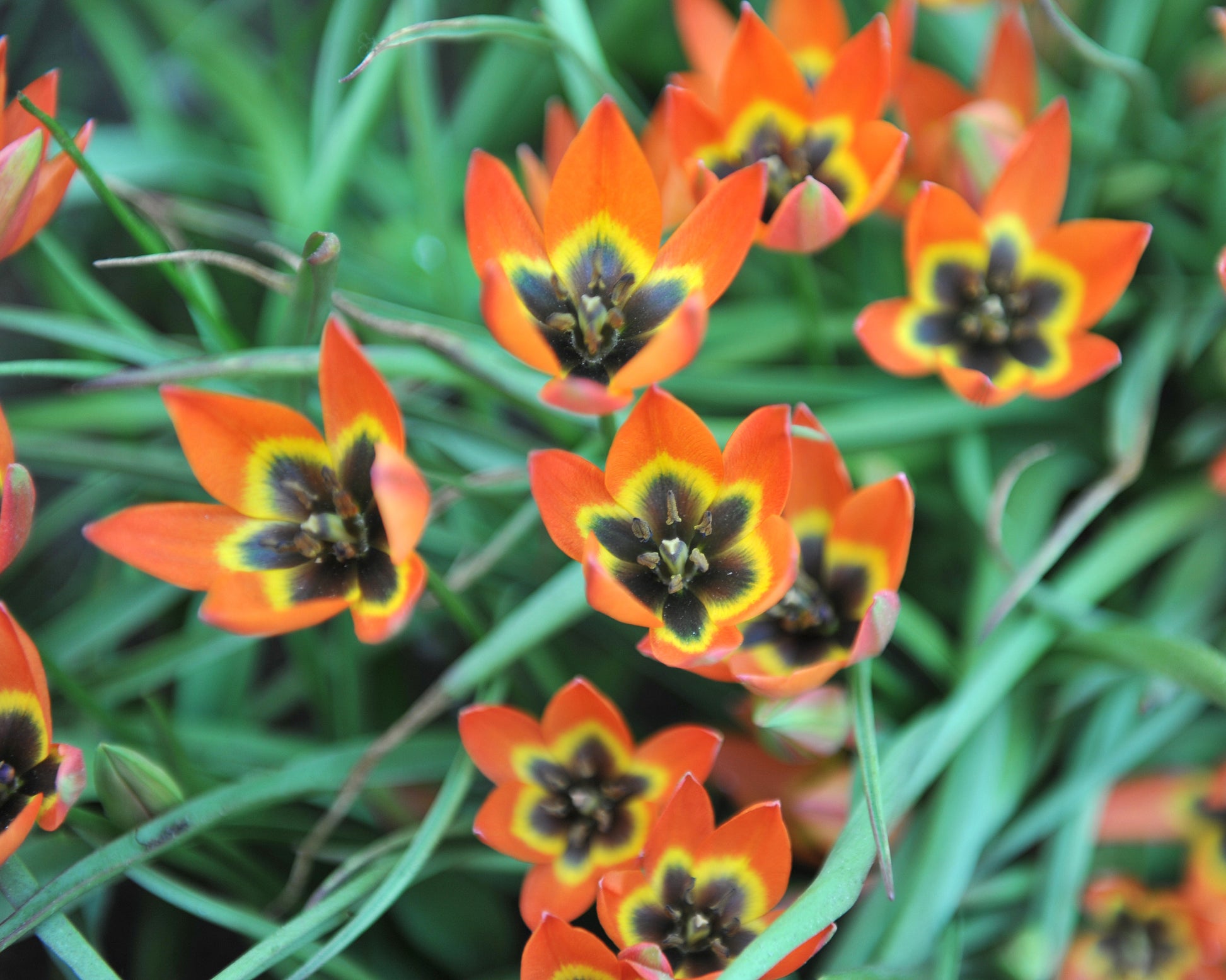 Tulip 'Little Princess' bulbs — Buy online at Farmer Gracy UK