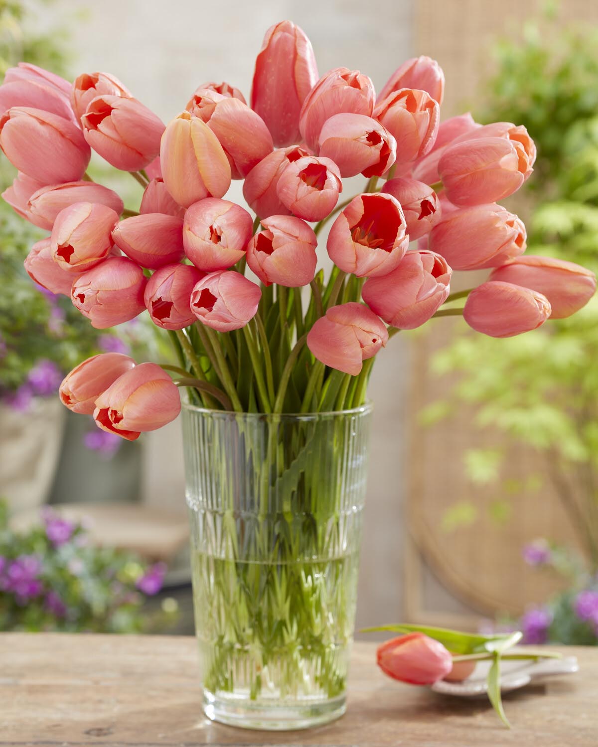 Tulip 'Menton' bulbs | Buy online at Farmer Gracy UK