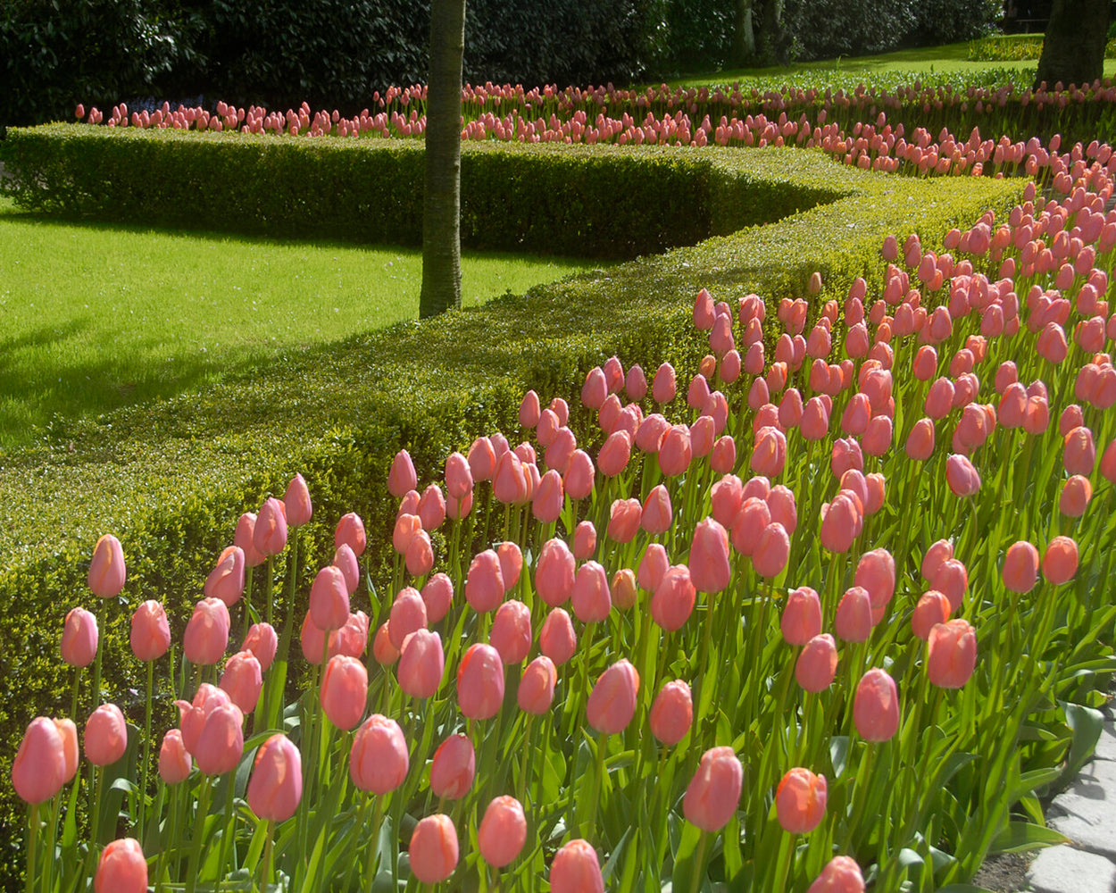 Tulip 'Menton' bulbs — Buy online at Farmer Gracy UK