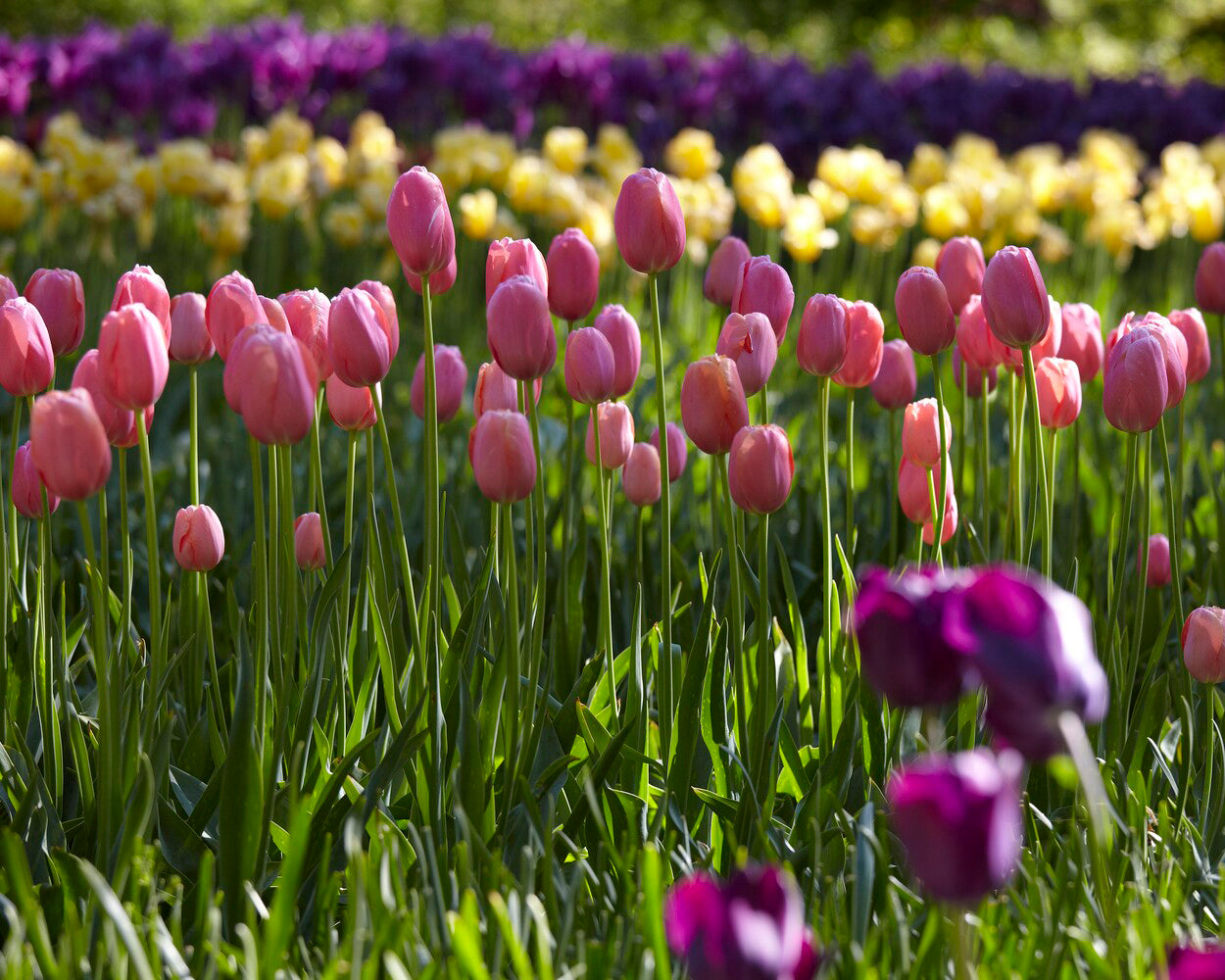 Tulip 'Menton' bulbs — Buy online at Farmer Gracy UK