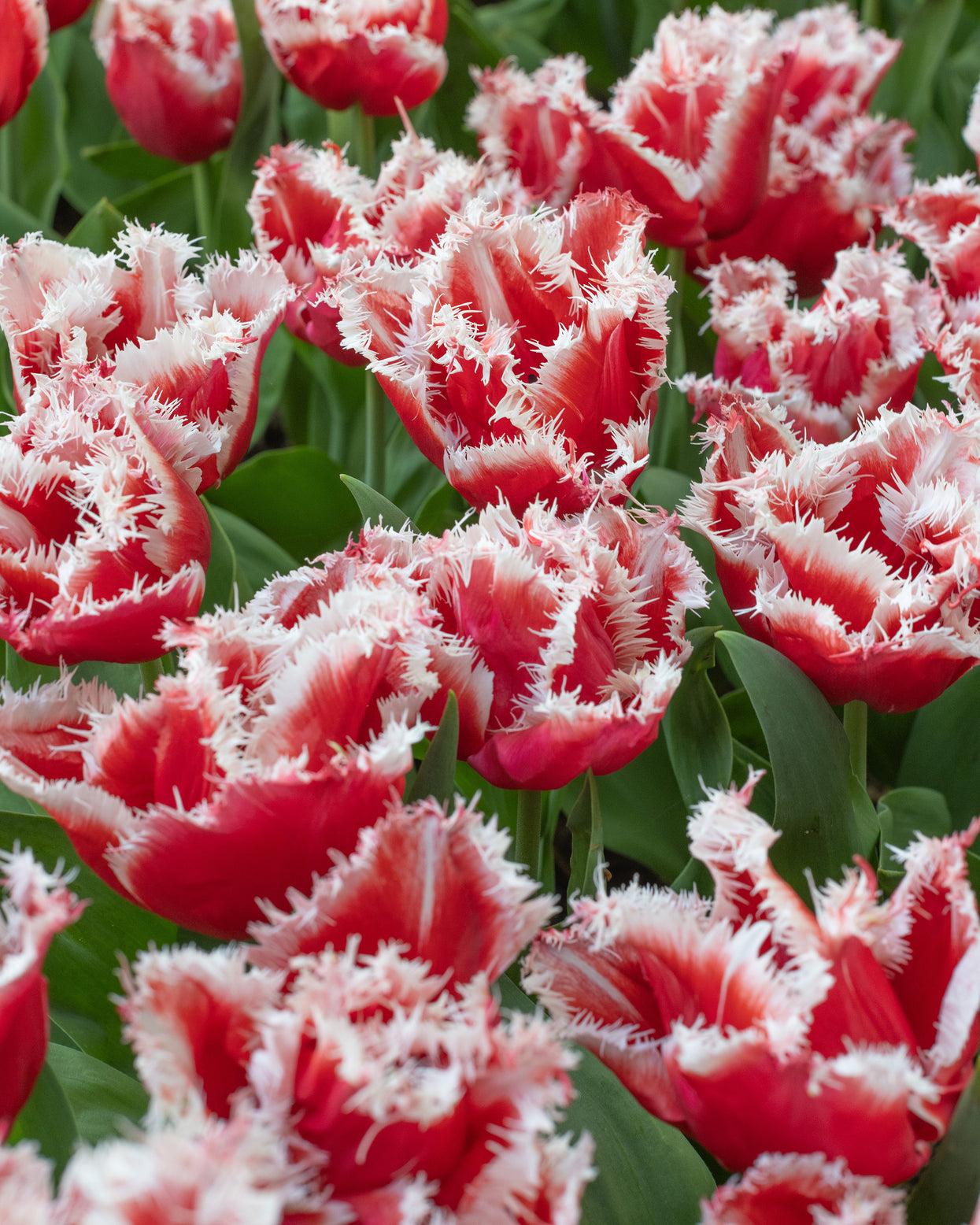 Tulip 'New Santa' bulbs — Buy online at Farmer Gracy UK