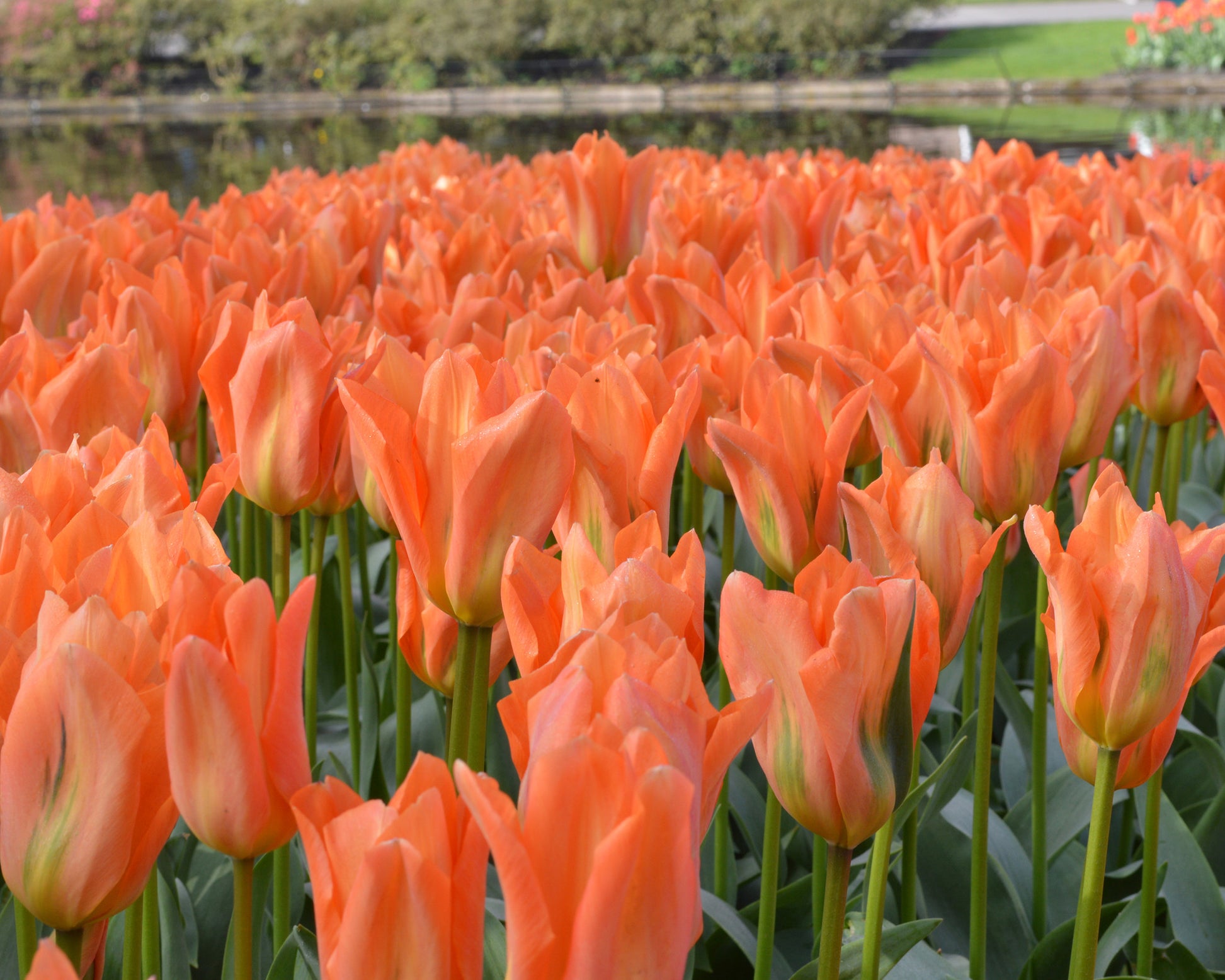 Tulip 'Orange Emperor' bulbs — Buy online at Farmer Gracy UK