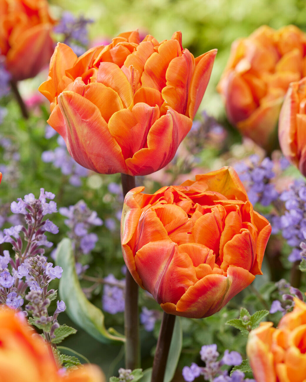 Tulip 'Orange Princess' bulbs | Buy online at Farmer Gracy UK