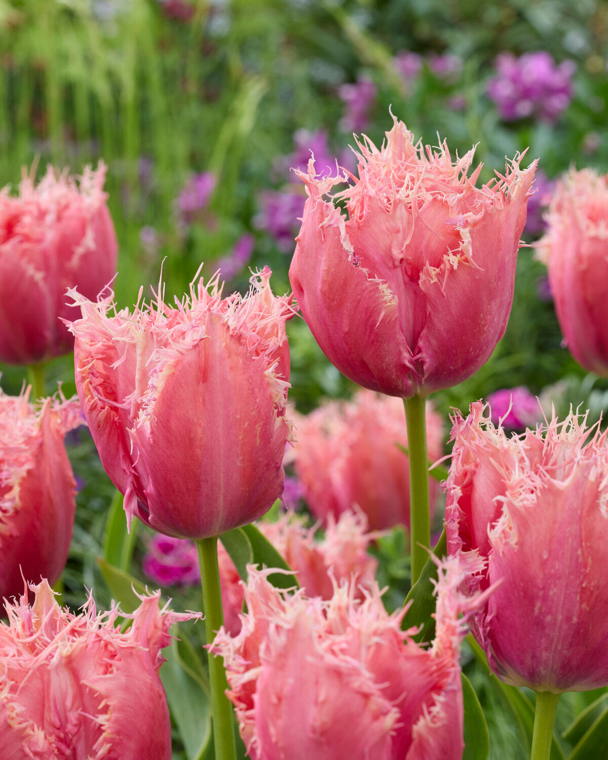 Tulip 'Apeldoorn Palace' (syn. Tulip 'Paleis Het Loo') bulbs | Buy ...