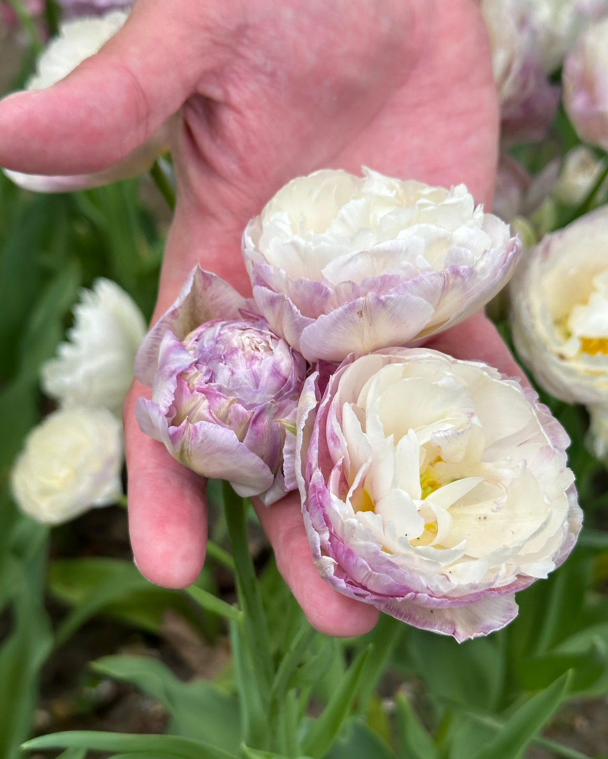 Tulip 'Peggy Wonder' bulbs — Buy online at Farmer Gracy UK