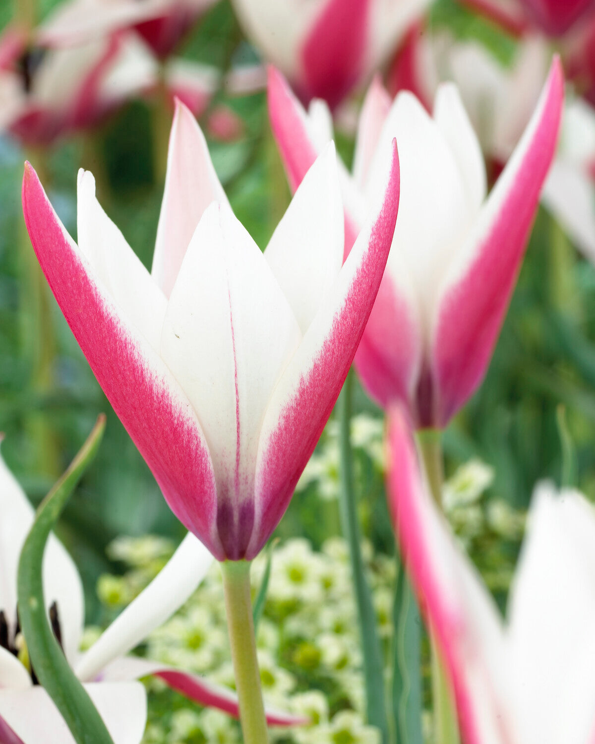 Tulipa clusiana 'Peppermint Stick' bulbs | Buy online at Farmer Gracy UK