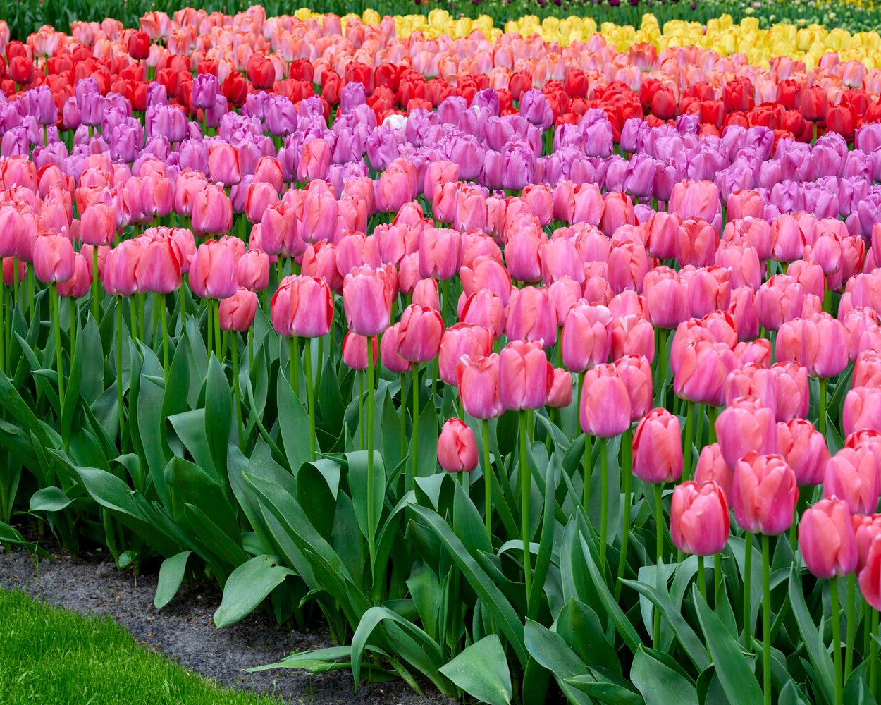 Tulip 'Pink Pride' bulbs — Buy online at Farmer Gracy UK