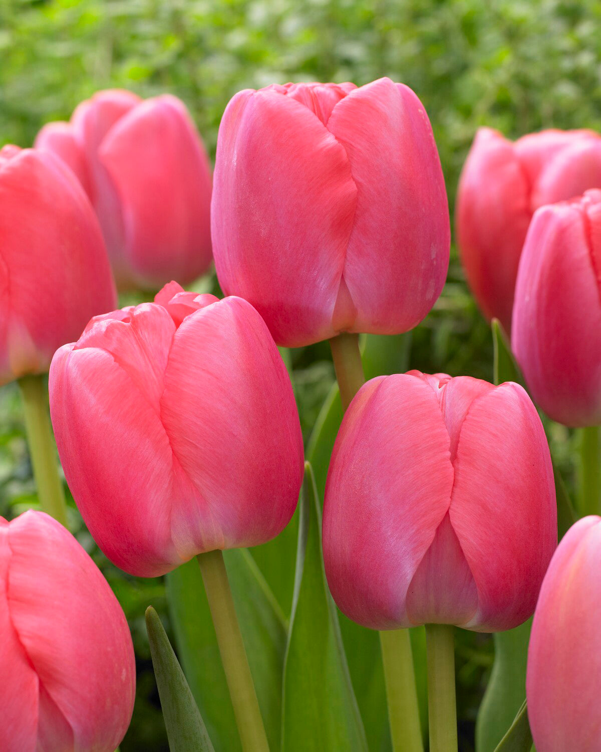 Tulip 'Pink Pride' bulbs — Buy online at Farmer Gracy UK