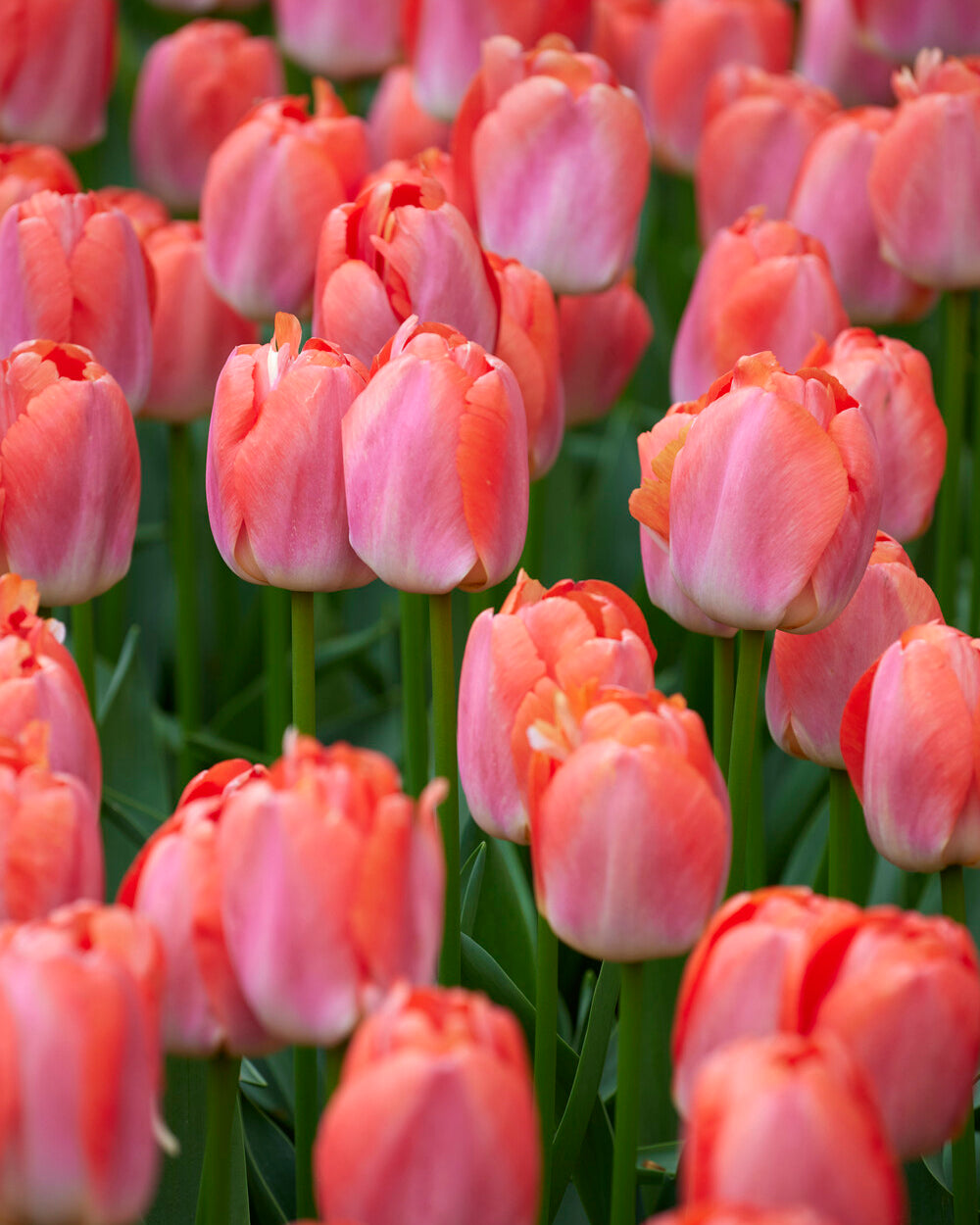 Tulip 'Pink Pride' bulbs — Buy online at Farmer Gracy UK