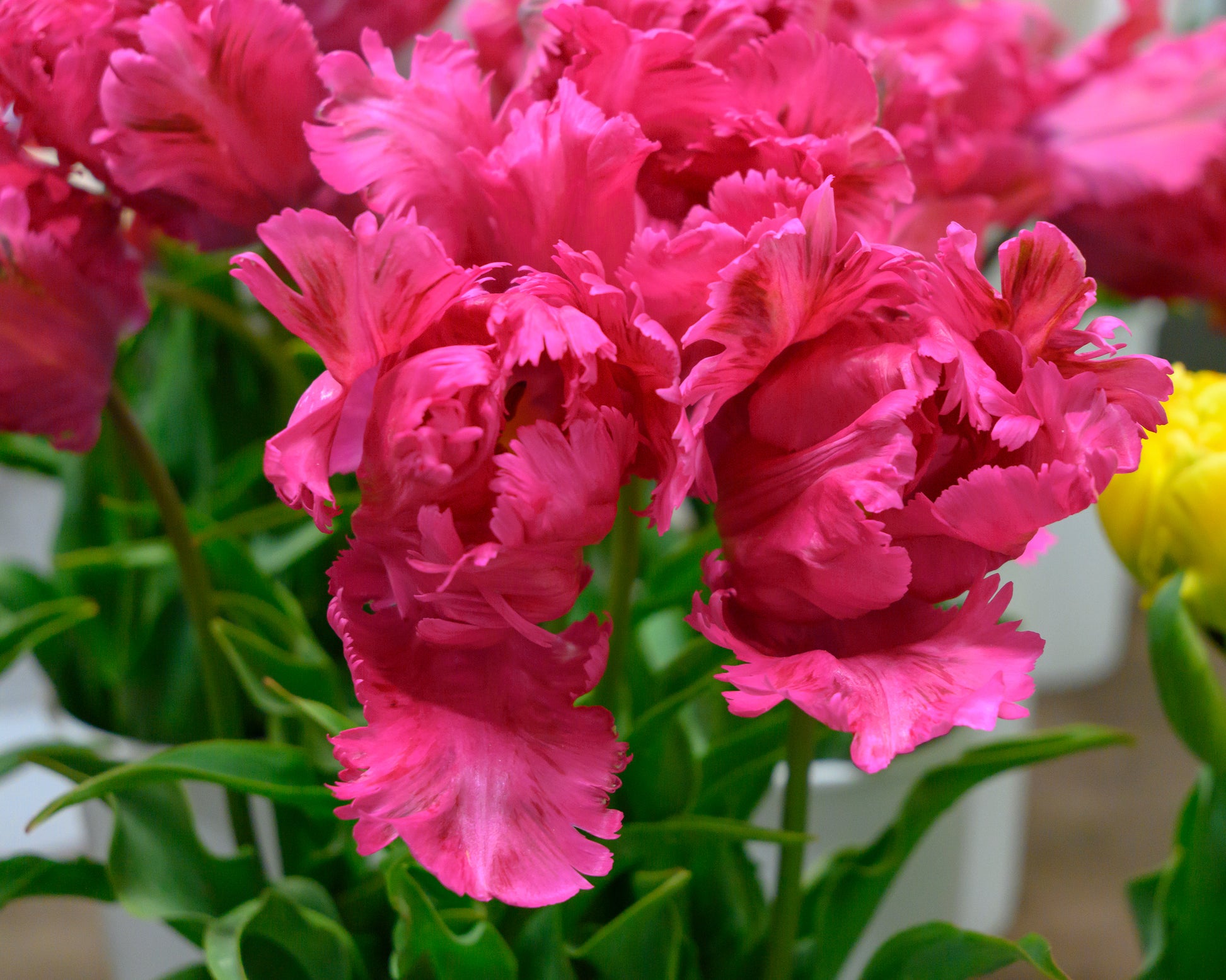 Tulip 'Power Parrot' bulbs — Buy online at Farmer Gracy UK