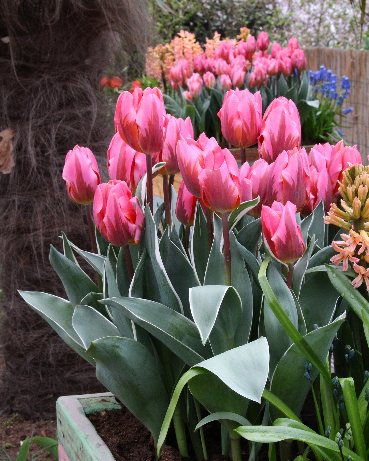 Tulip 'Pretty Princess' bulbs — Buy online at Farmer Gracy UK