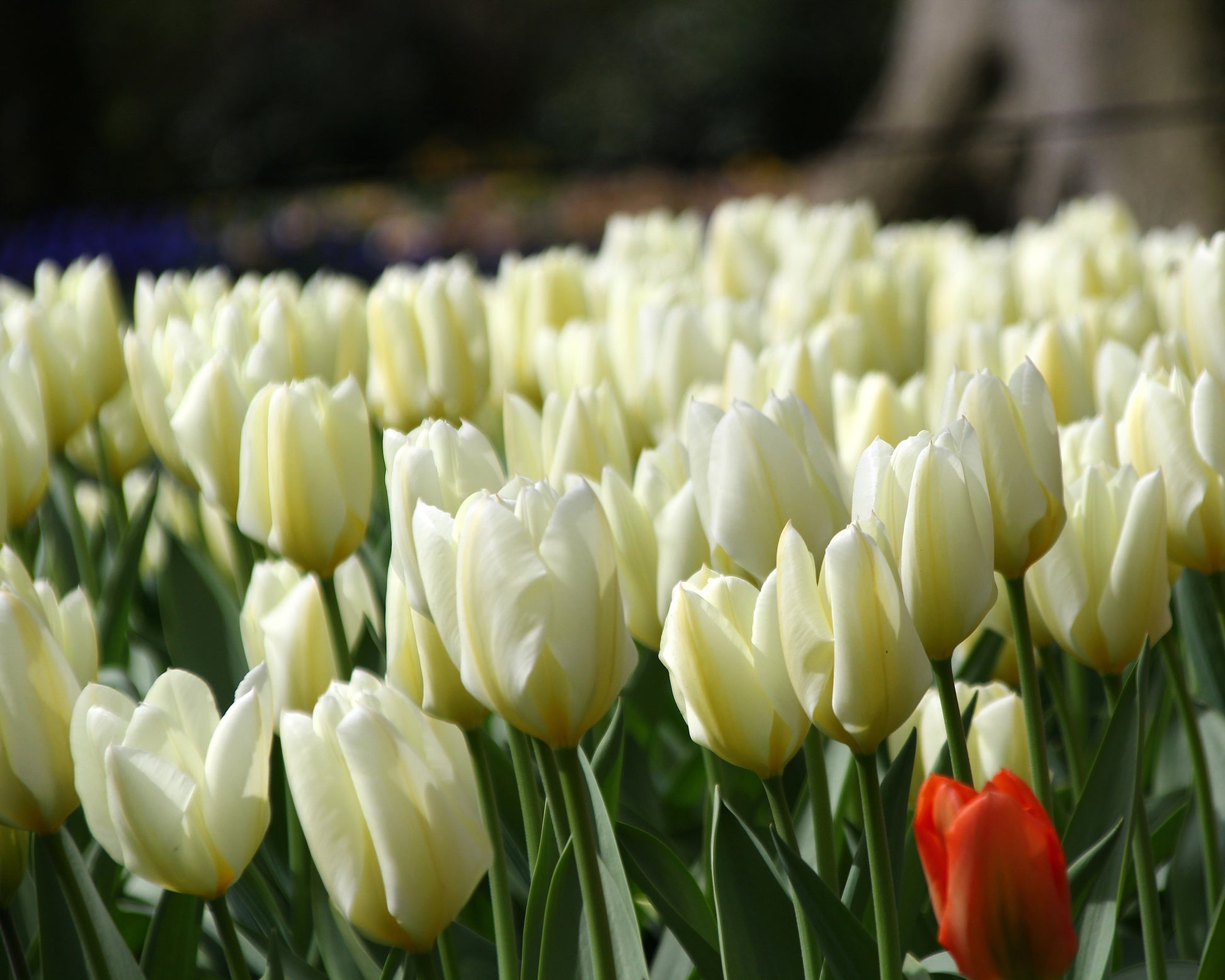 Tulip 'White Emperor' bulbs — Buy Tulip 'Purissima' online at Farmer ...