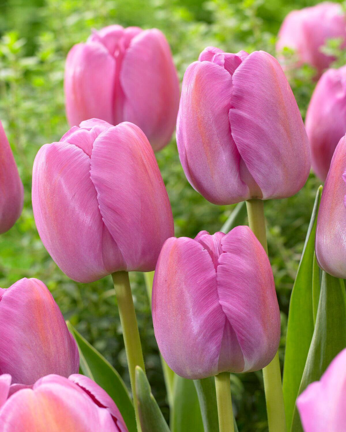 Tulip 'Purple Pride' bulbs — Buy mauve tulips online at Farmer Gracy UK