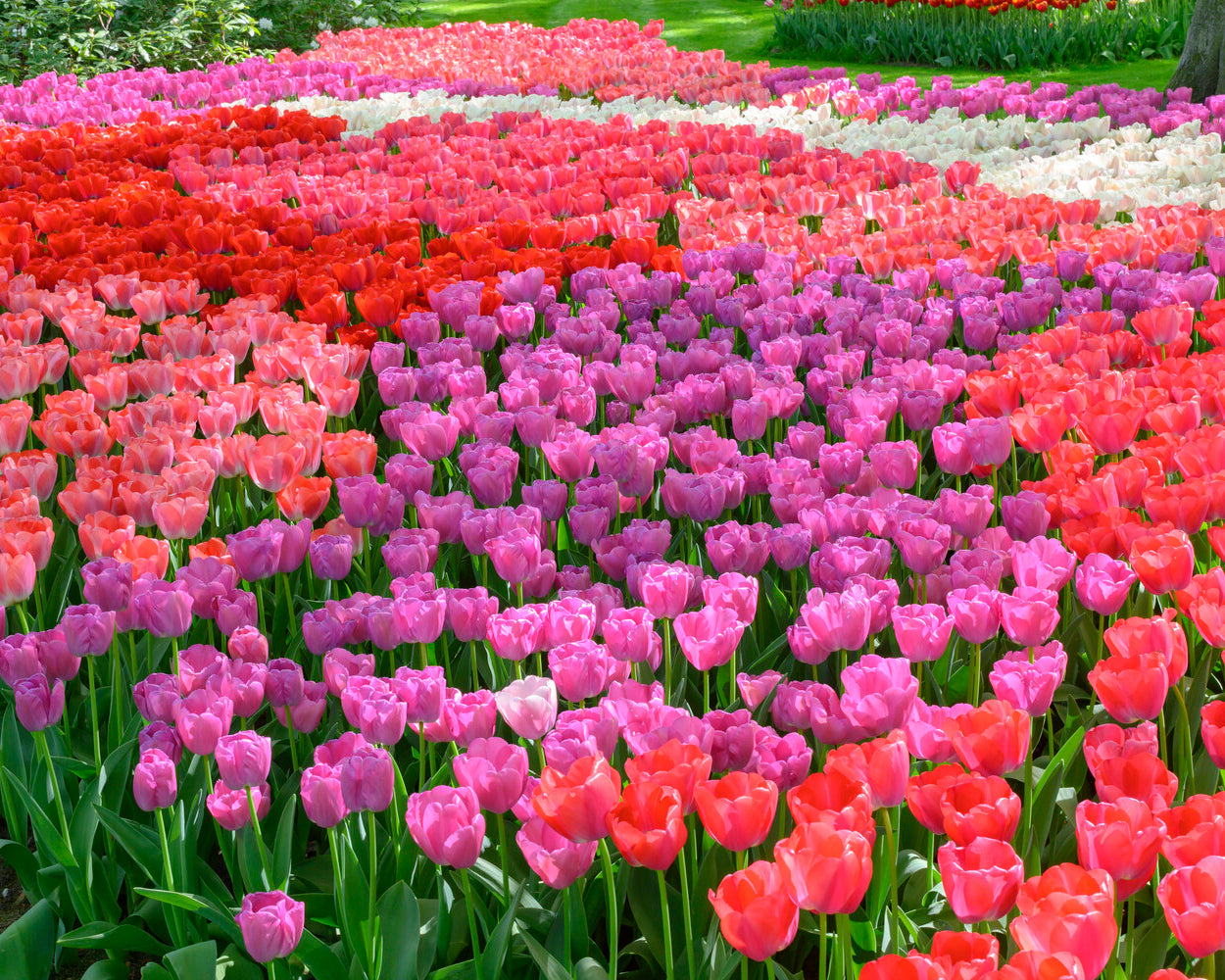 Tulip 'Purple Pride' bulbs — Buy mauve tulips online at Farmer Gracy UK
