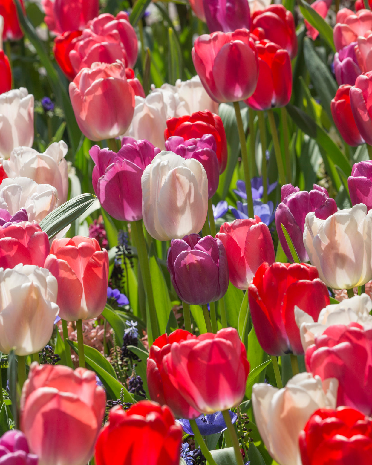 Tulip 'Purple Pride' bulbs | Buy mauve tulips online at Farmer Gracy UK