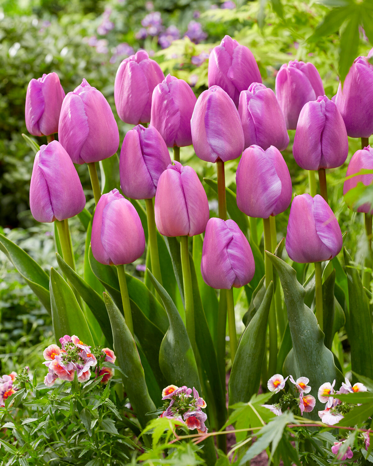 Tulip 'Purple Pride' bulbs — Buy mauve tulips online at Farmer Gracy UK