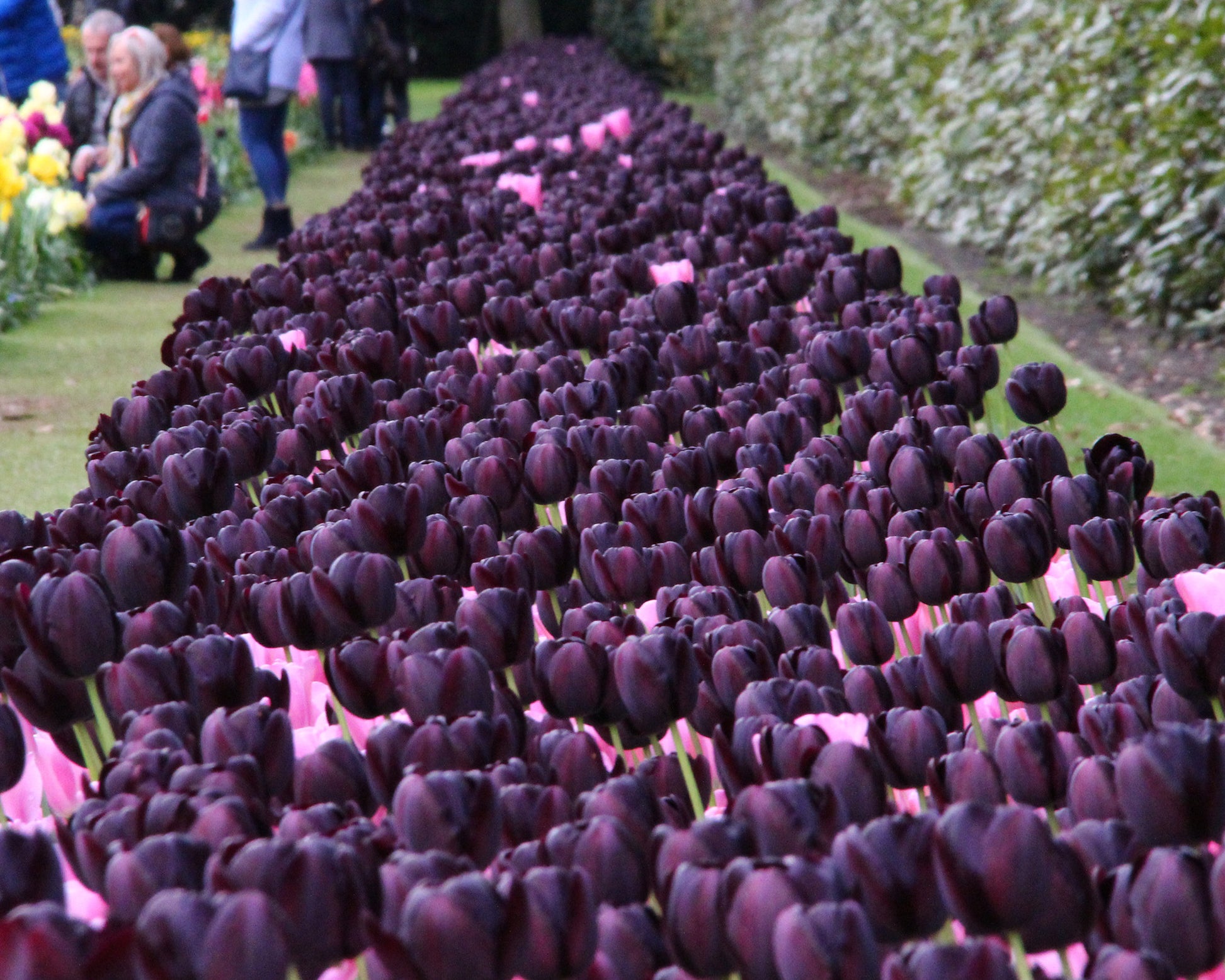 Tulip 'Queen of Night' bulbs — Buy online at Farmer Gracy UK