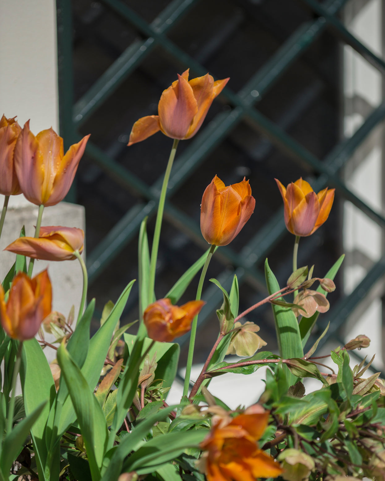 Tulip 'Request' bulbs — Buy online at Farmer Gracy UK