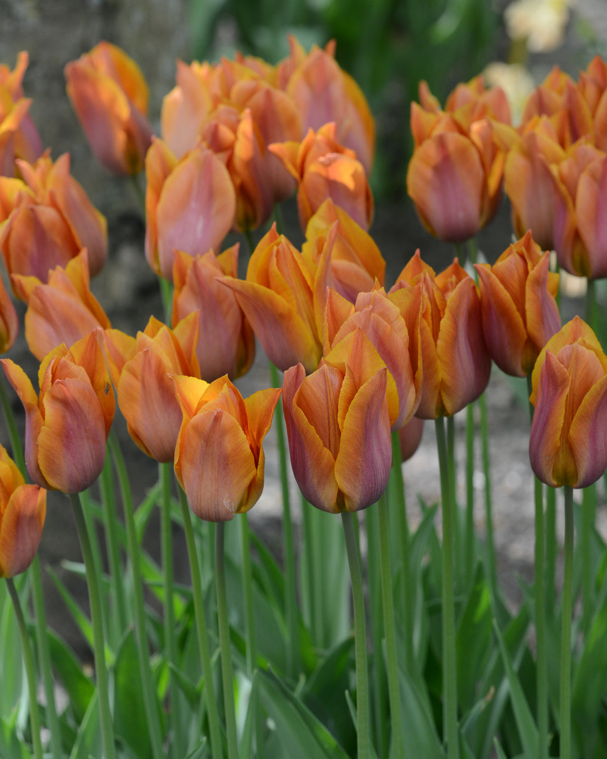 Tulip 'Request' bulbs — Buy online at Farmer Gracy UK