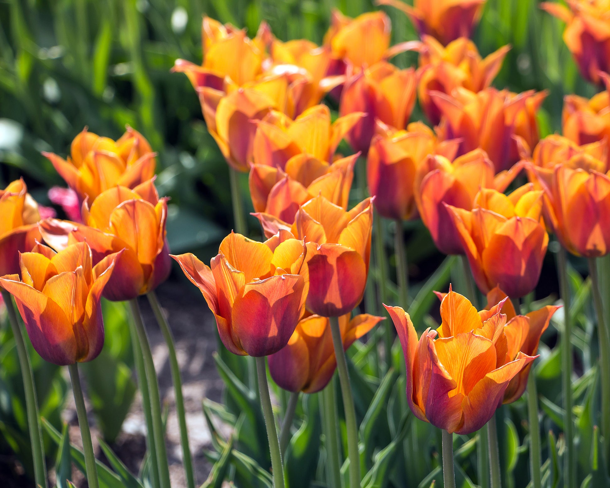 Tulip 'Request' bulbs — Buy online at Farmer Gracy UK