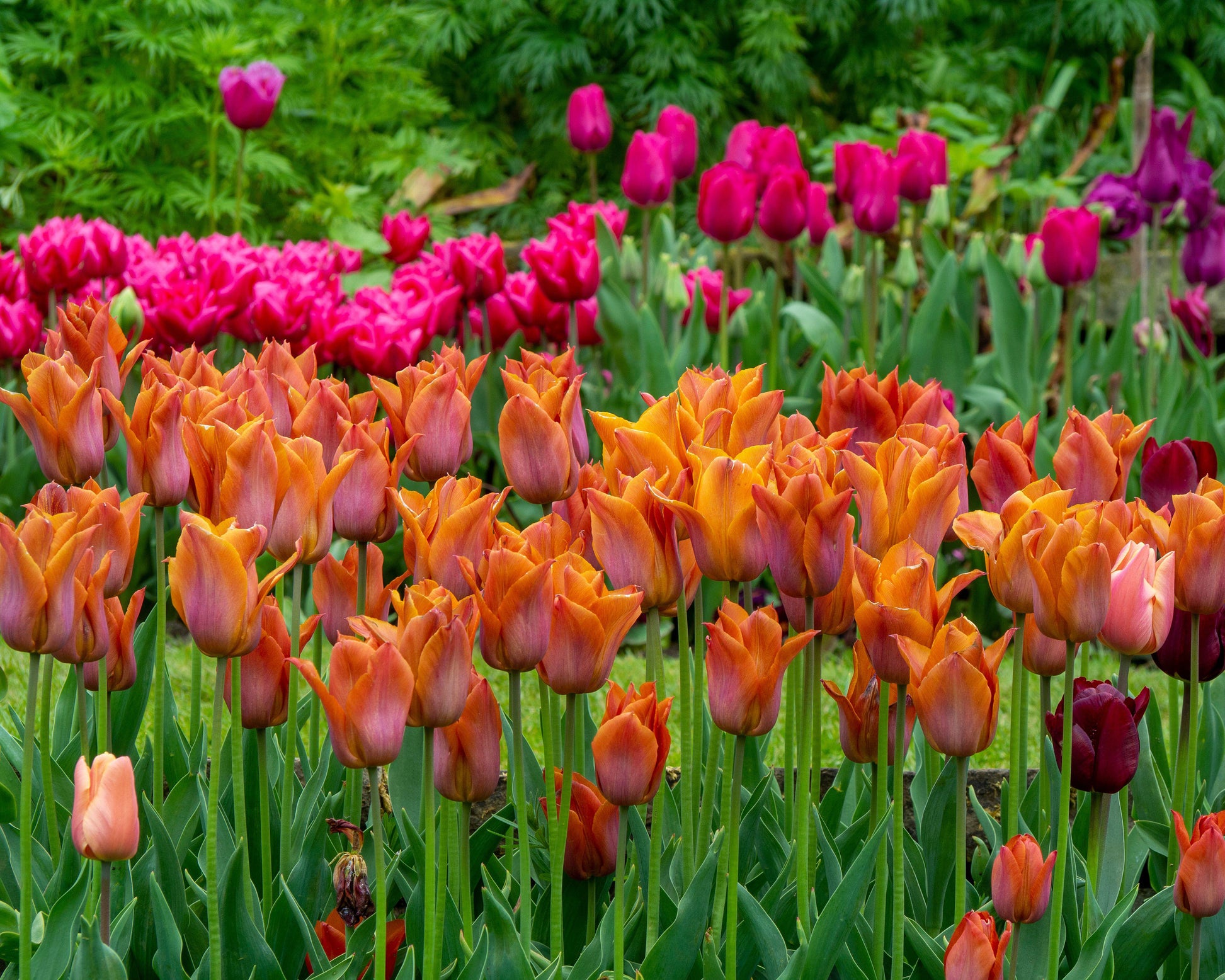 Tulip 'Request' bulbs — Buy online at Farmer Gracy UK
