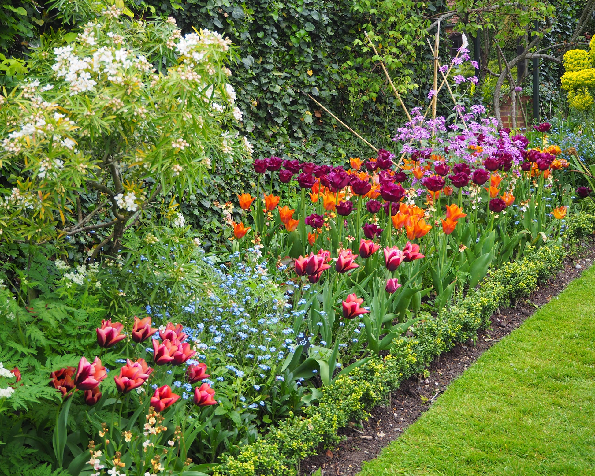 Tulip 'Request' bulbs — Buy online at Farmer Gracy UK