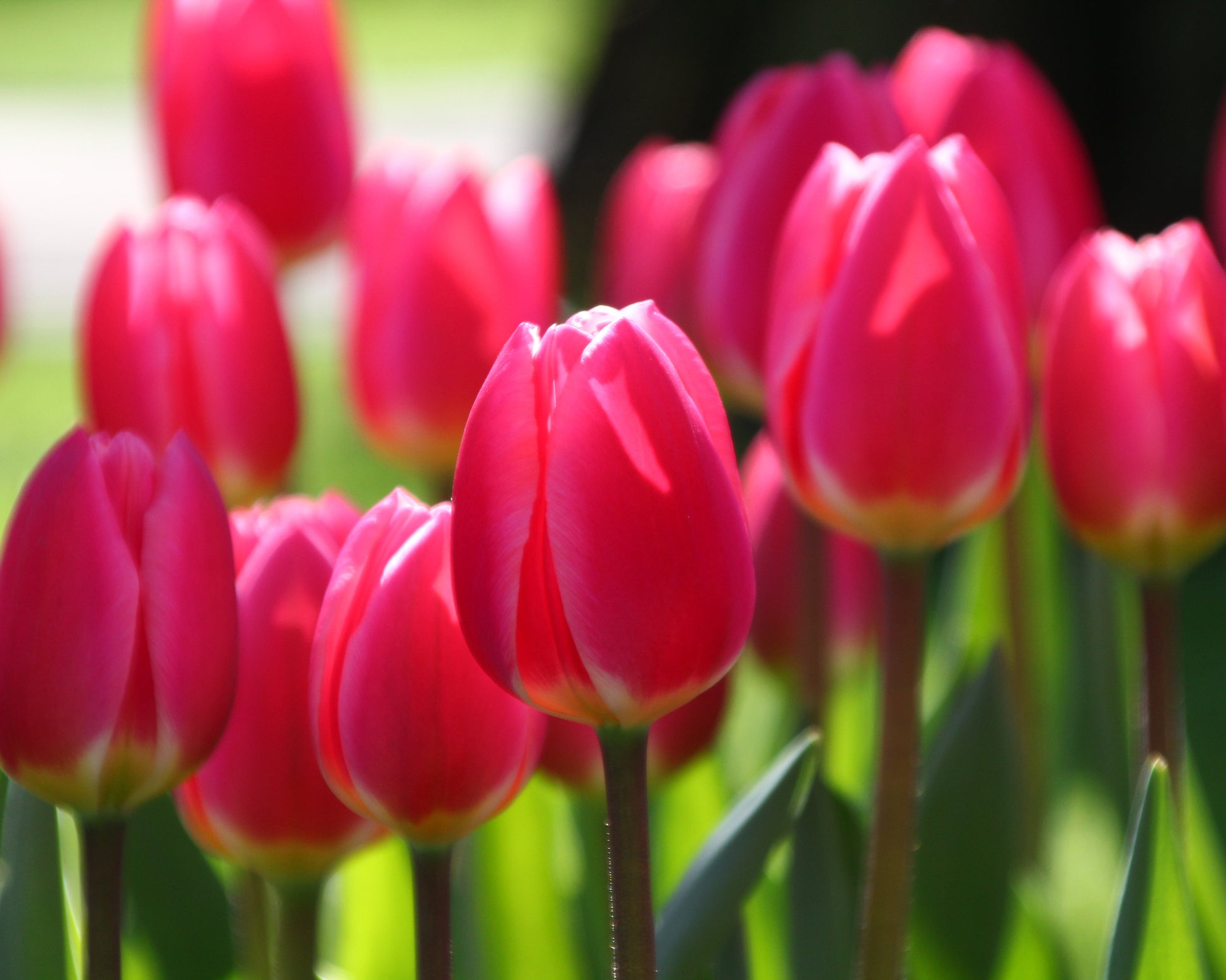 Tulip 'Rosy Delight' bulbs — Buy online at Farmer Gracy UK