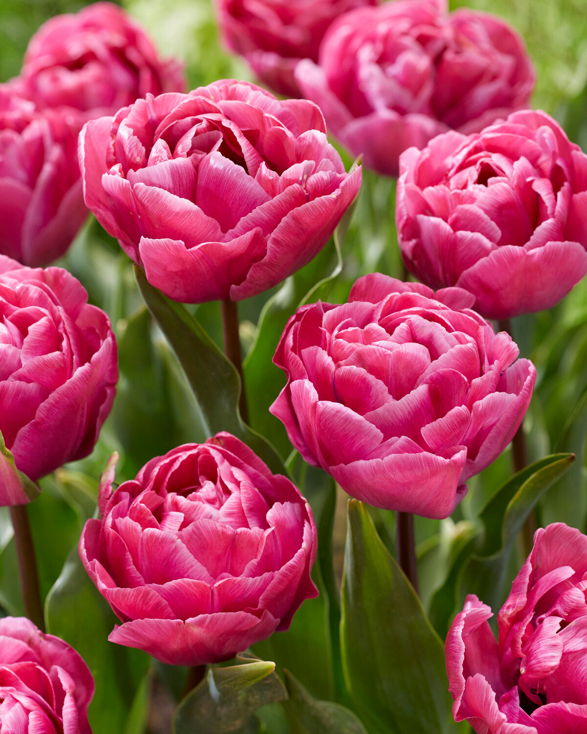 Tulip 'Rosy Diamond' bulbs — Buy online at Farmer Gracy UK