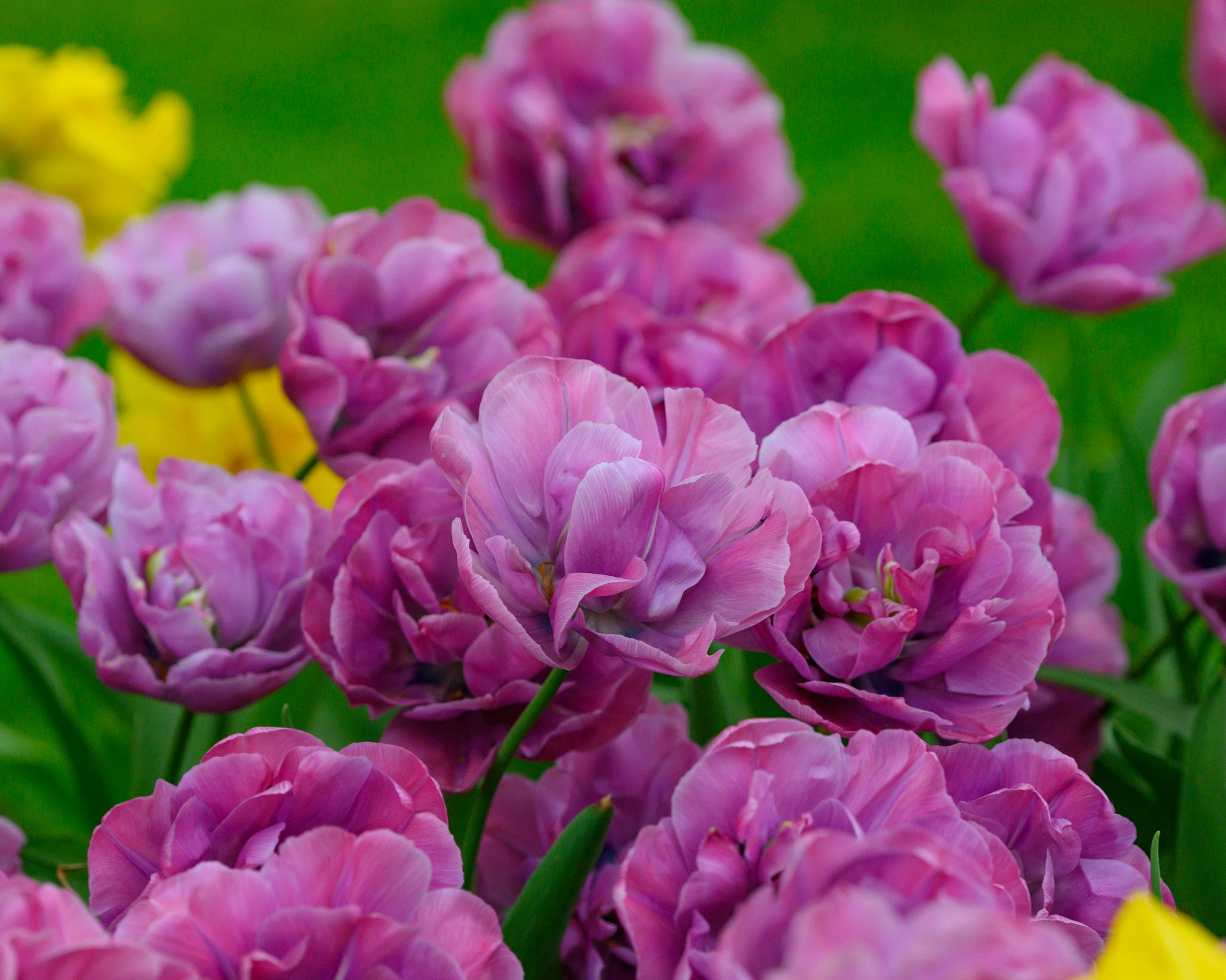 Tulip 'Rosy Diamond' bulbs | Buy online at Farmer Gracy UK