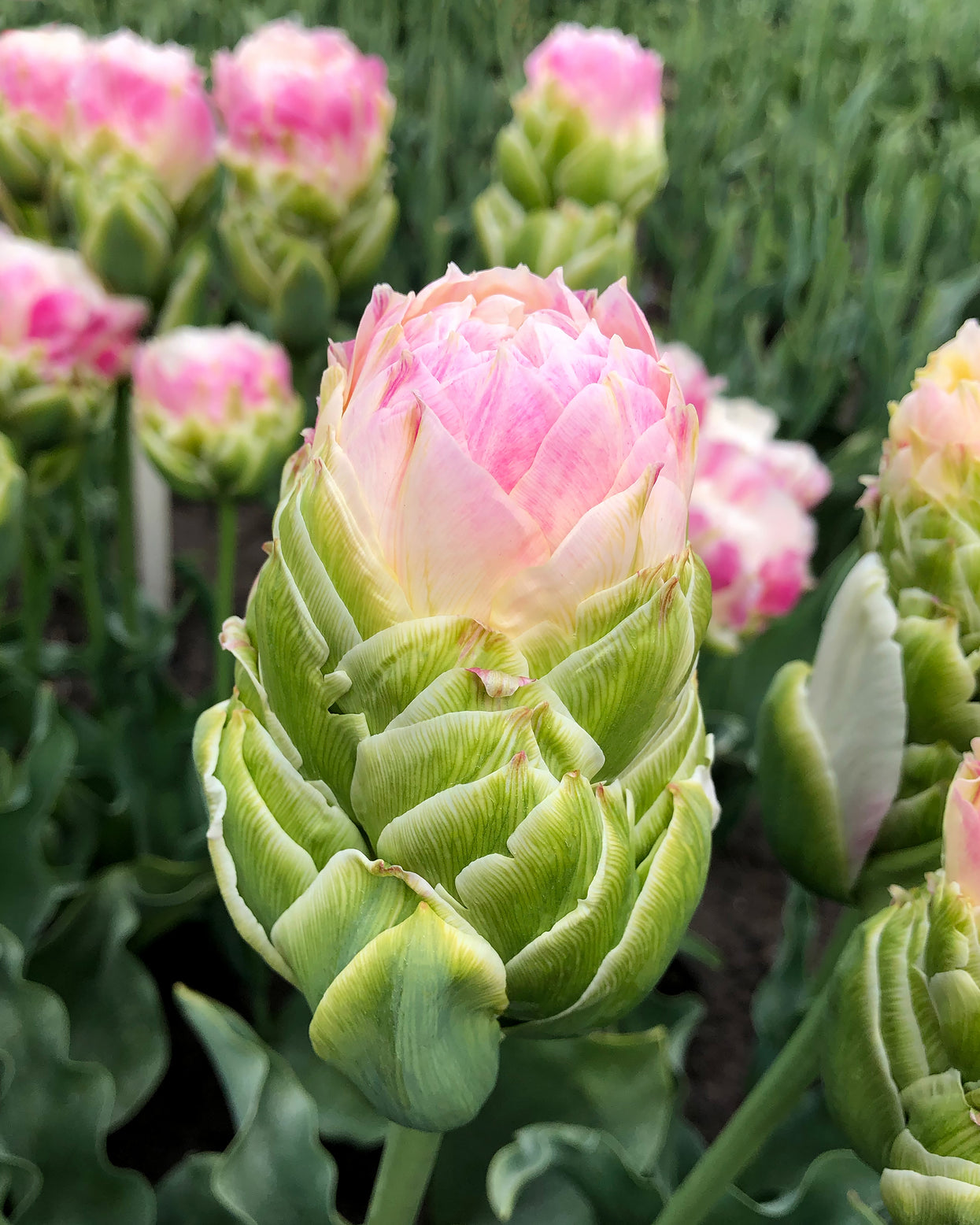 Tulip 'Royal Tower' bulbs — Buy online at Farmer Gracy UK