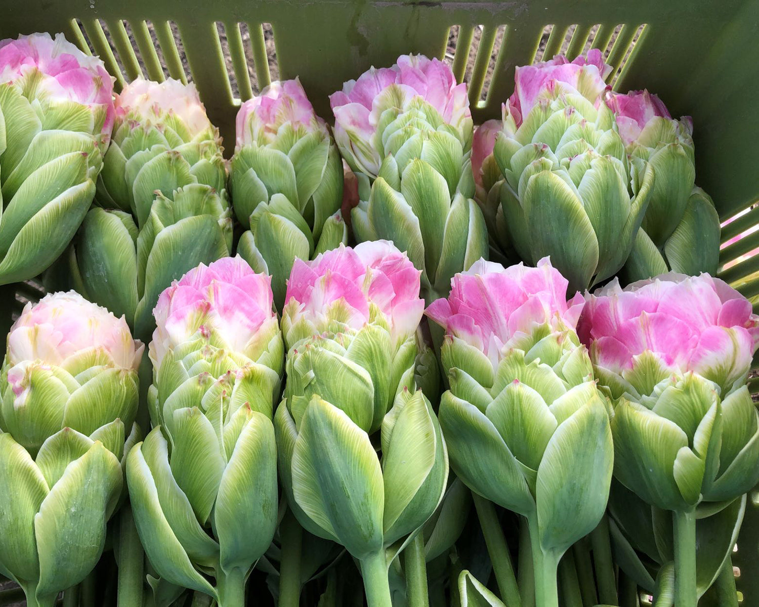 Tulip 'Royal Tower' bulbs — Buy online at Farmer Gracy UK