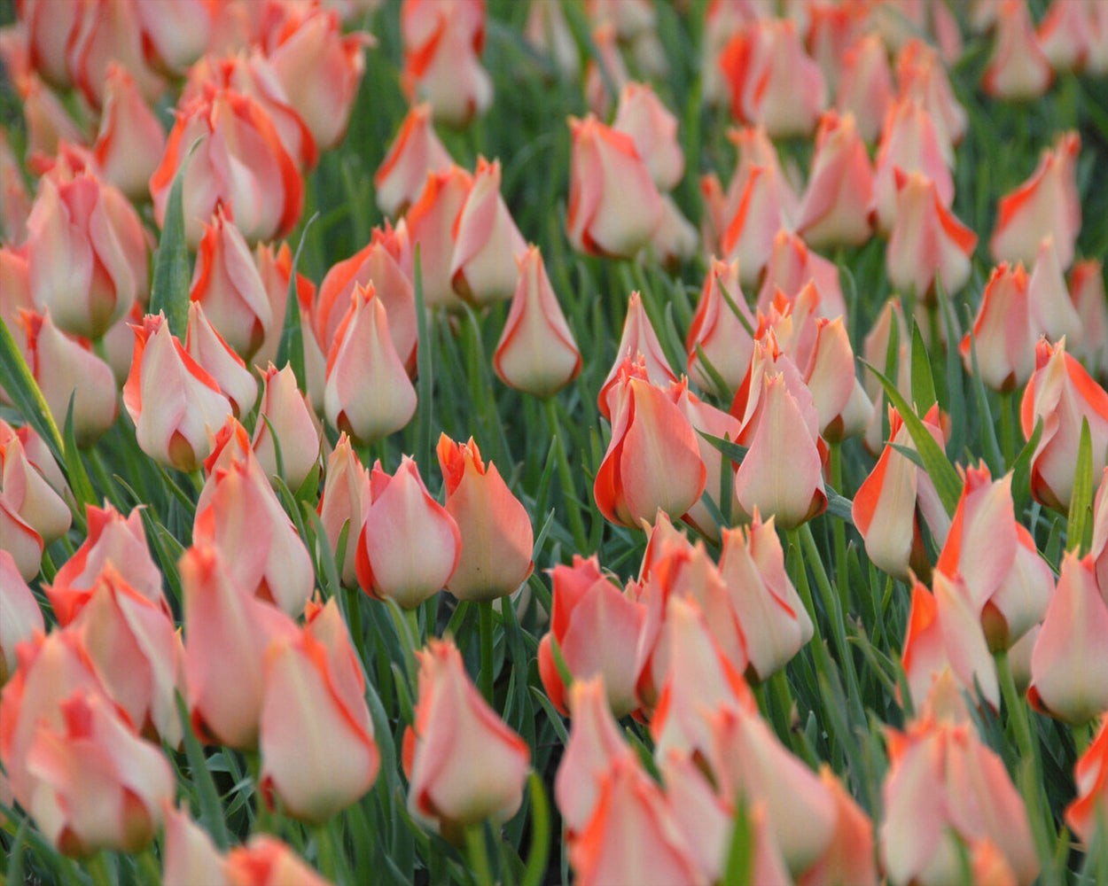 Tulip batalinii 'Salmon Gem' bulbs | Buy online at Farmer Gracy UK