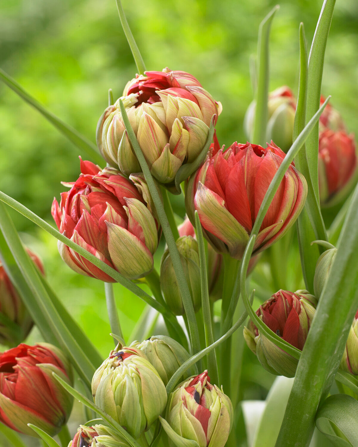 Tulip humilis 'Samantha' bulbs | Buy online at Farmer Gracy UK