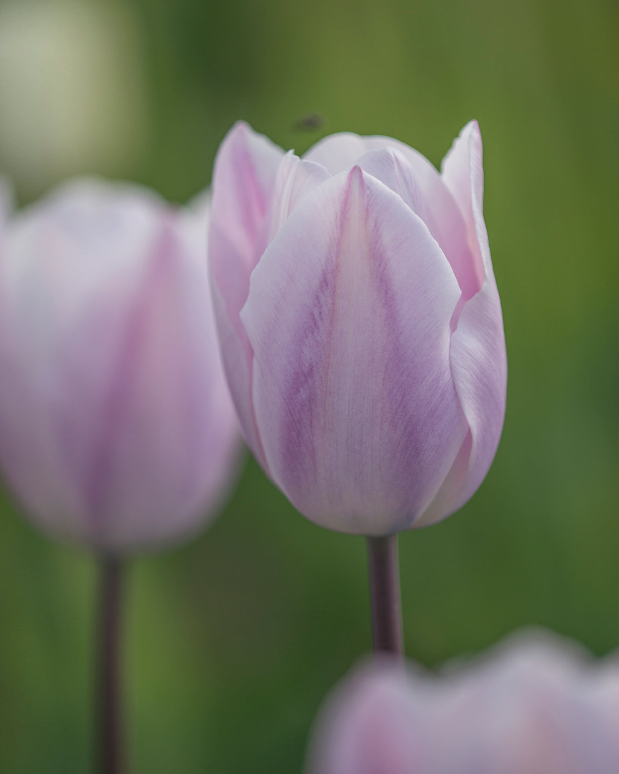 Tulip 'Silver Cloud' bulbs | Buy online at Farmer Gracy UK