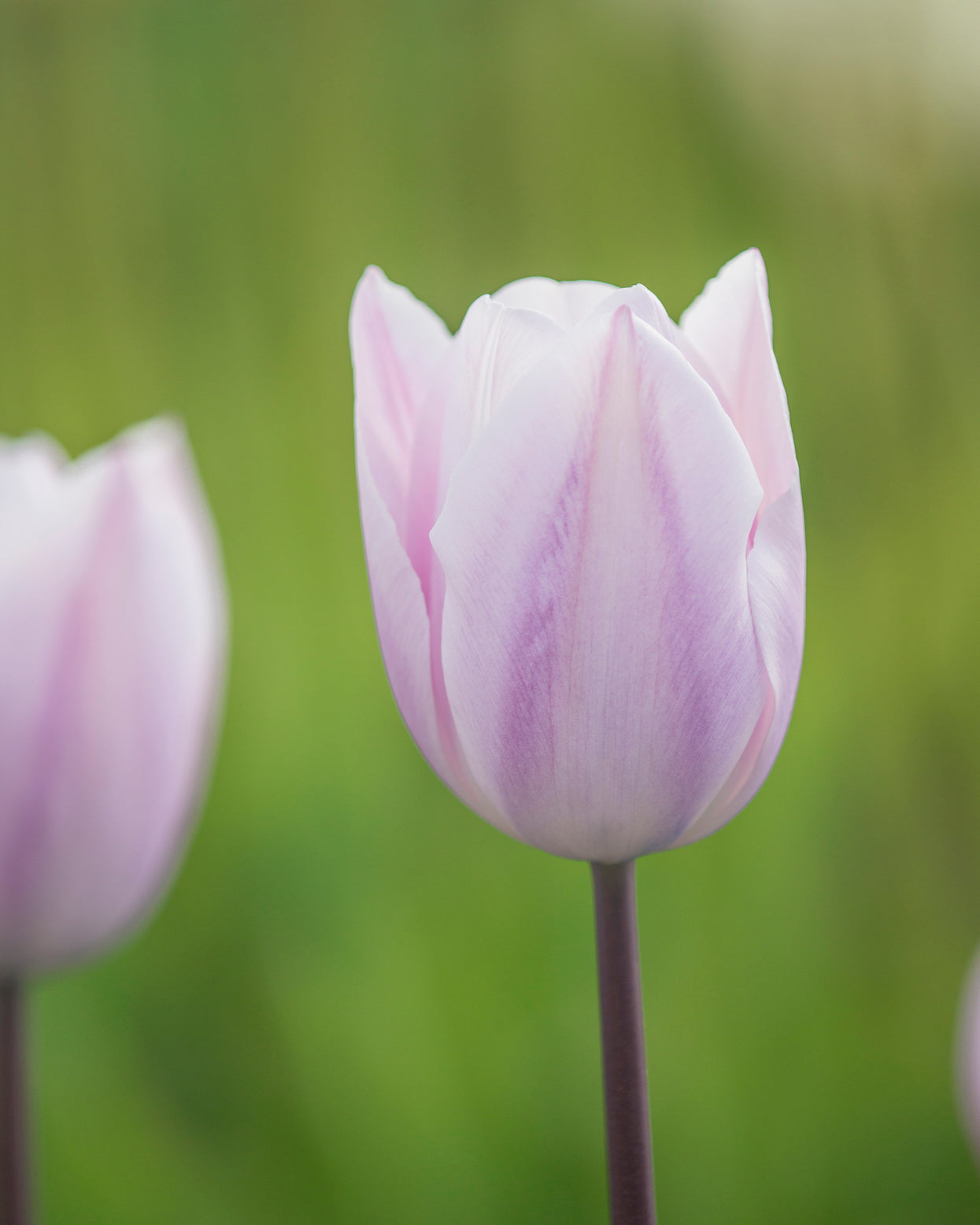 Tulip 'Silver Cloud' bulbs — Buy online at Farmer Gracy UK