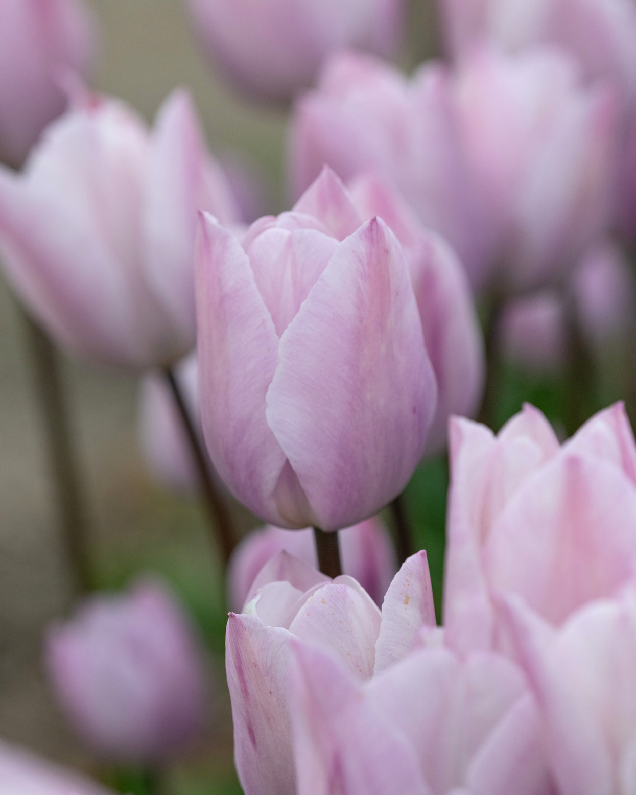 Tulip 'Silver Cloud' bulbs | Buy online at Farmer Gracy UK