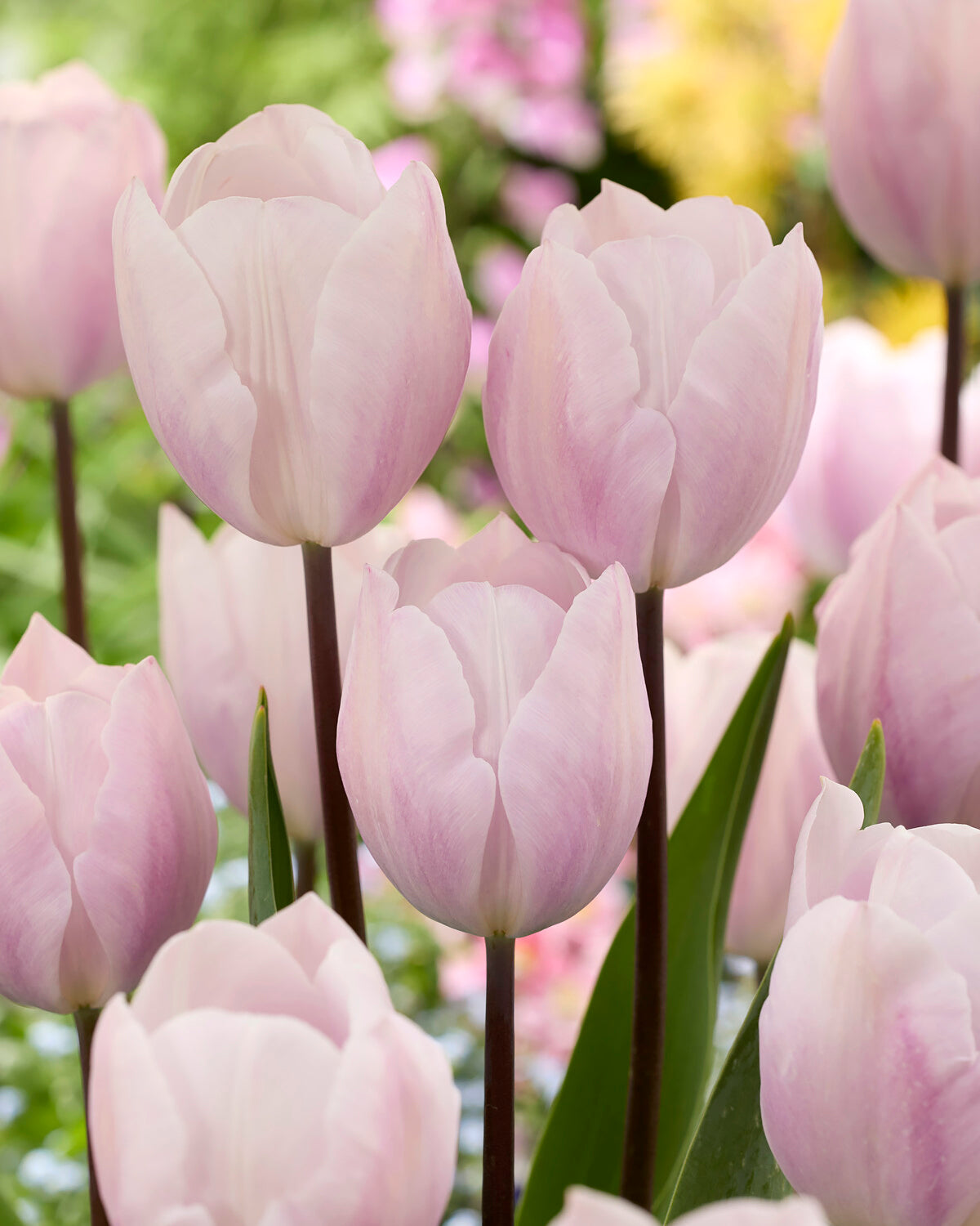 Tulip 'Silver Cloud' bulbs — Buy online at Farmer Gracy UK