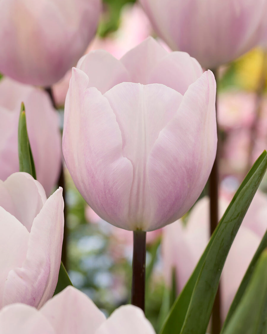 Tulip 'Silver Cloud' bulbs | Buy online at Farmer Gracy UK