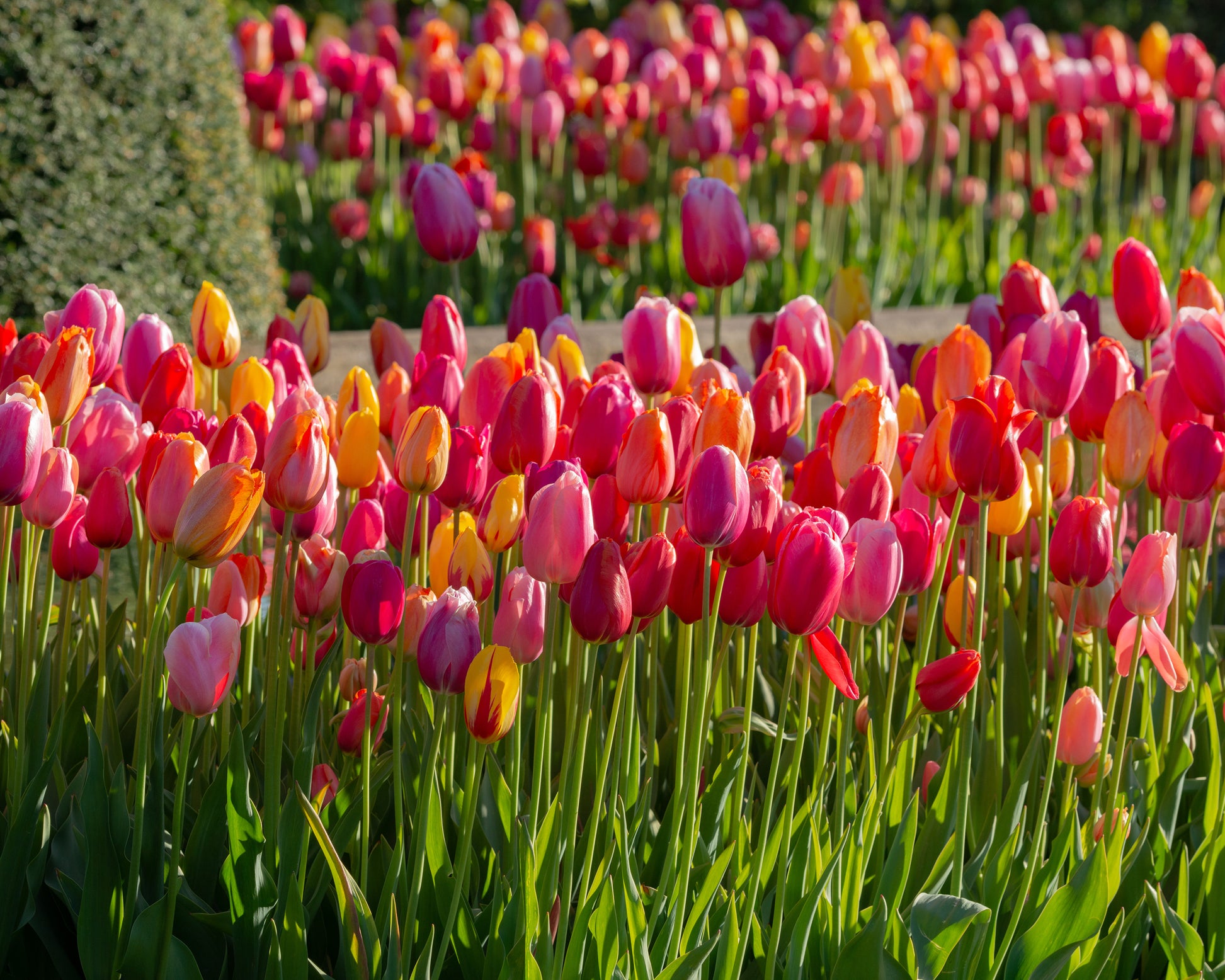 Tulip 'Single Late Mixed' bulbs | Shop mixed-coloured single late ...