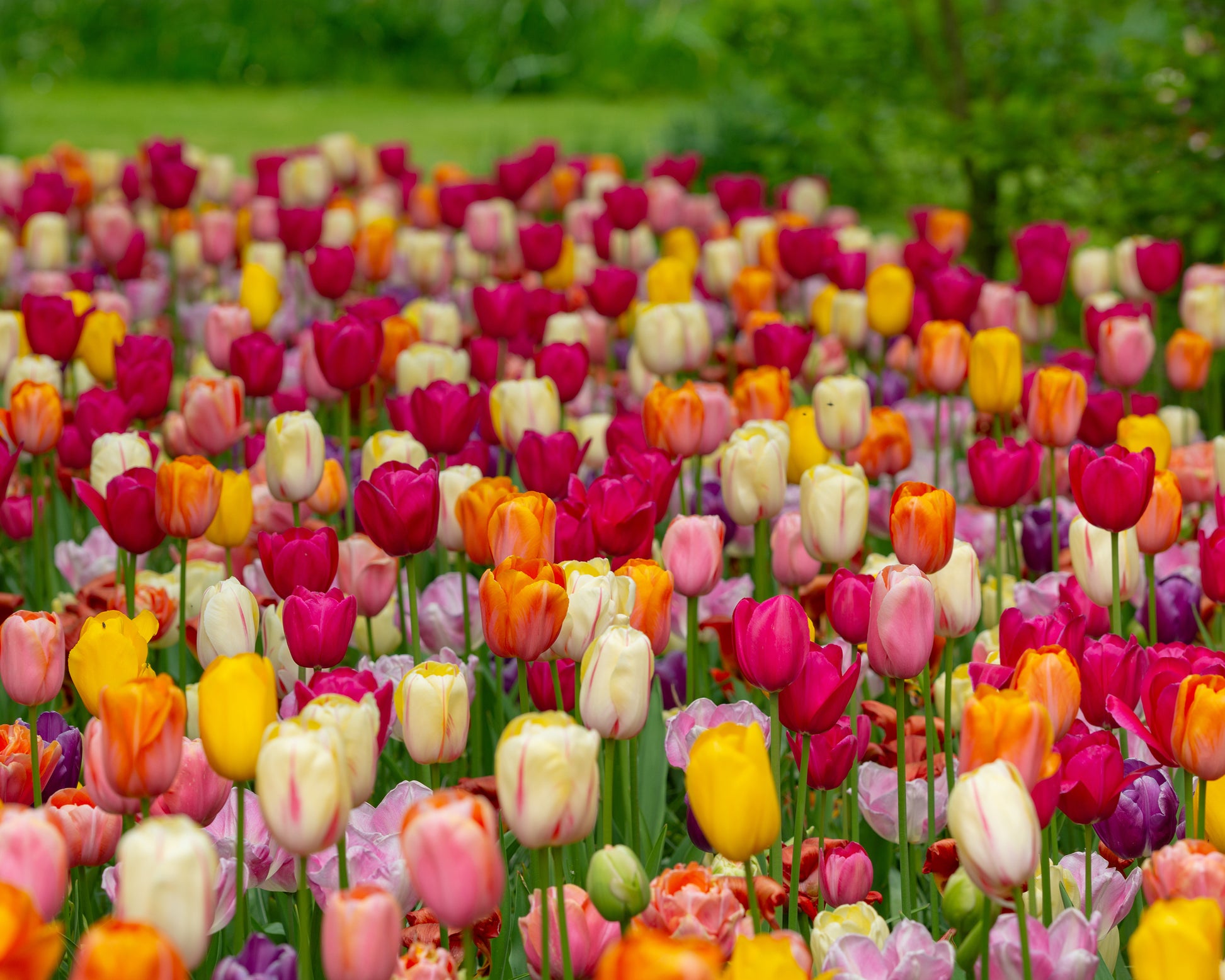 Tulip 'Single Late Mixed' bulbs — Shop mixed-coloured single late ...