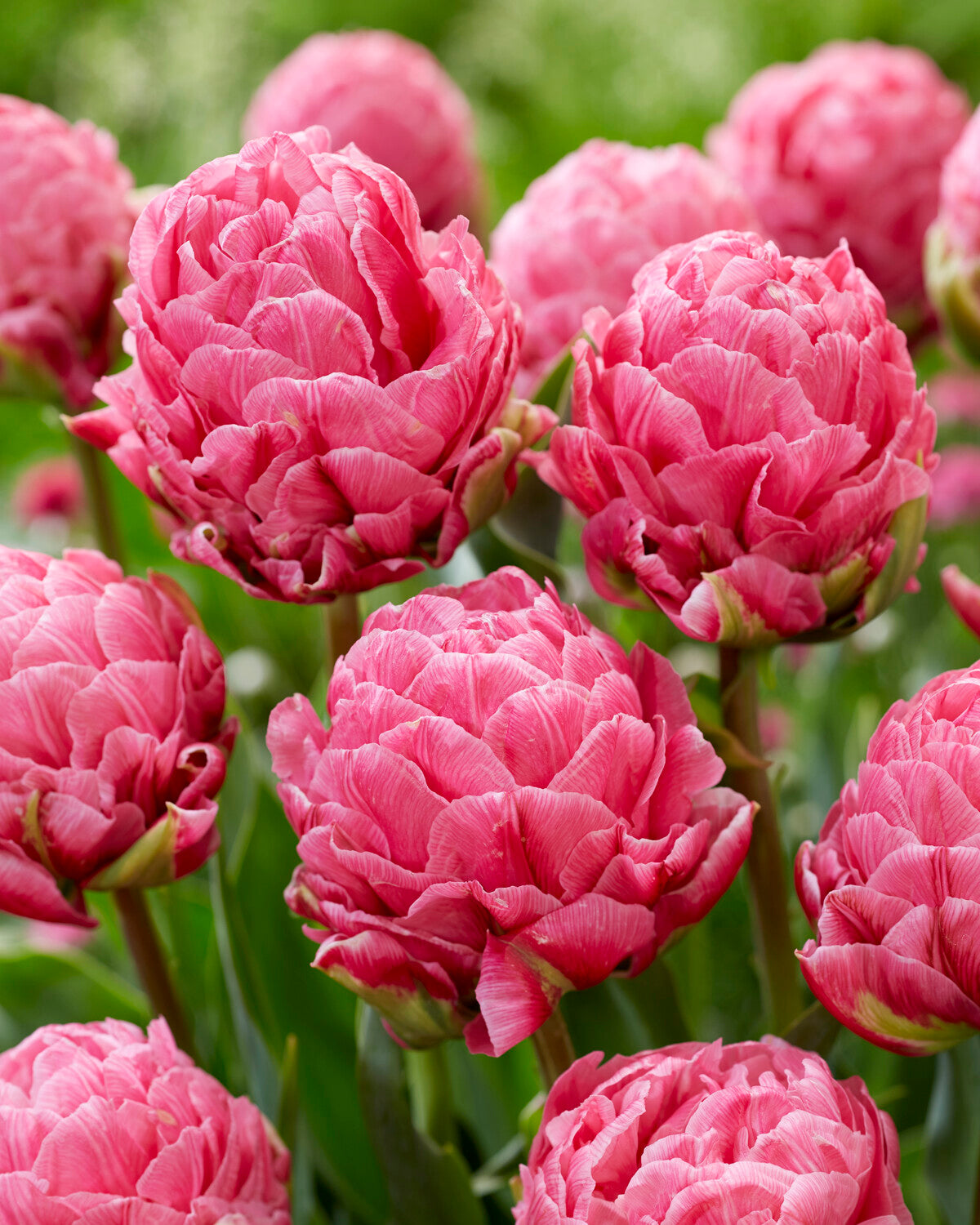 Tulip 'Strawberry Cream' bulbs — Buy online at Farmer Gracy UK