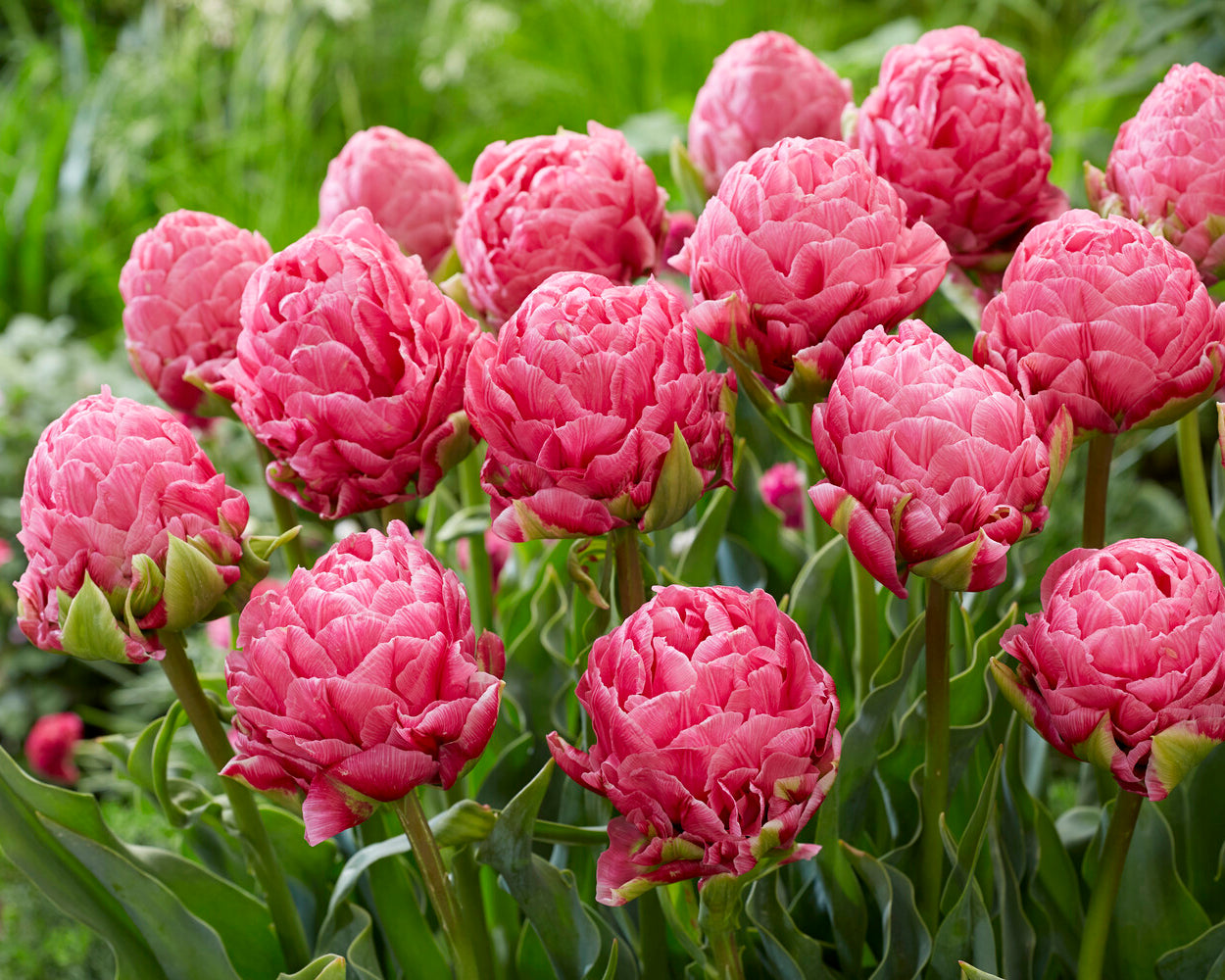 Tulip 'Strawberry Cream' bulbs | Buy online at Farmer Gracy UK