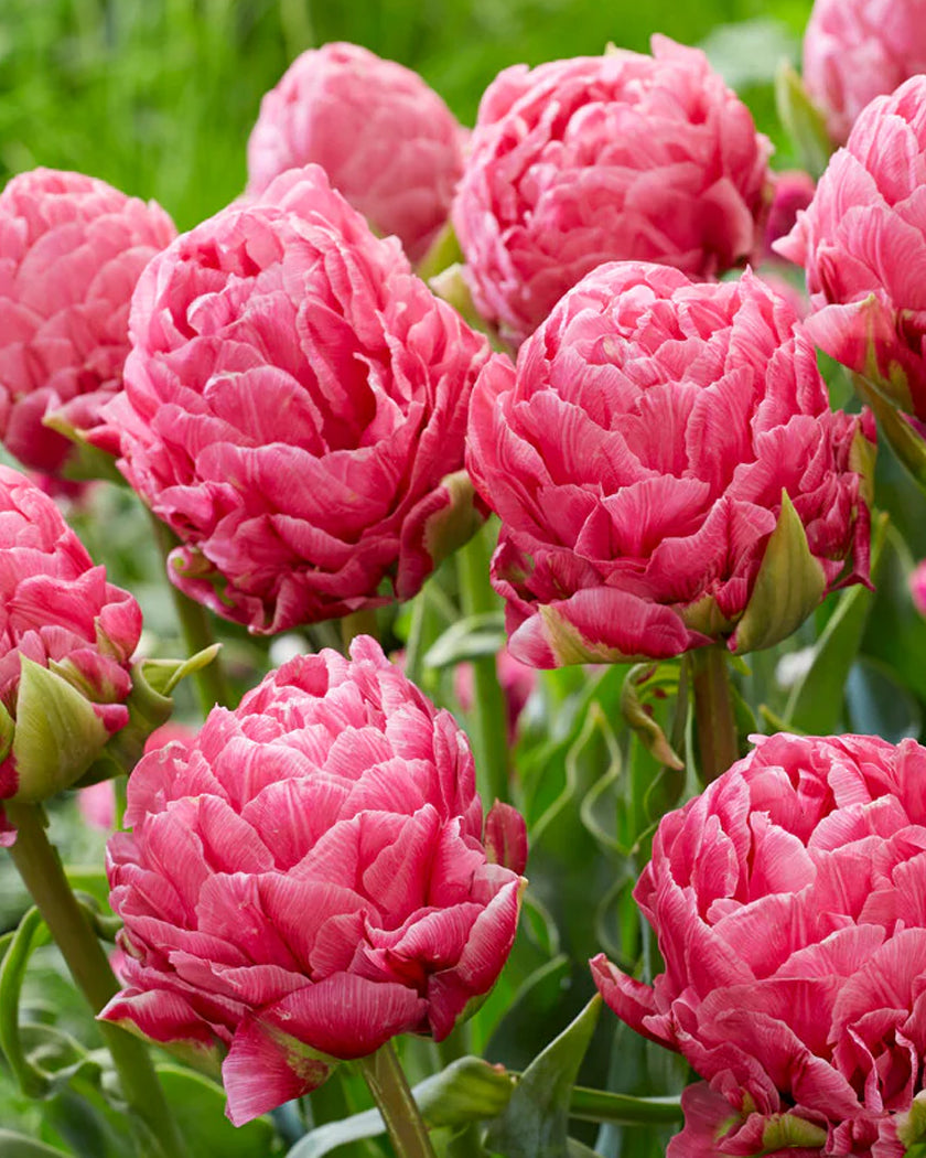 Tulip 'Strawberry Cream' bulbs — Buy online at Farmer Gracy UK