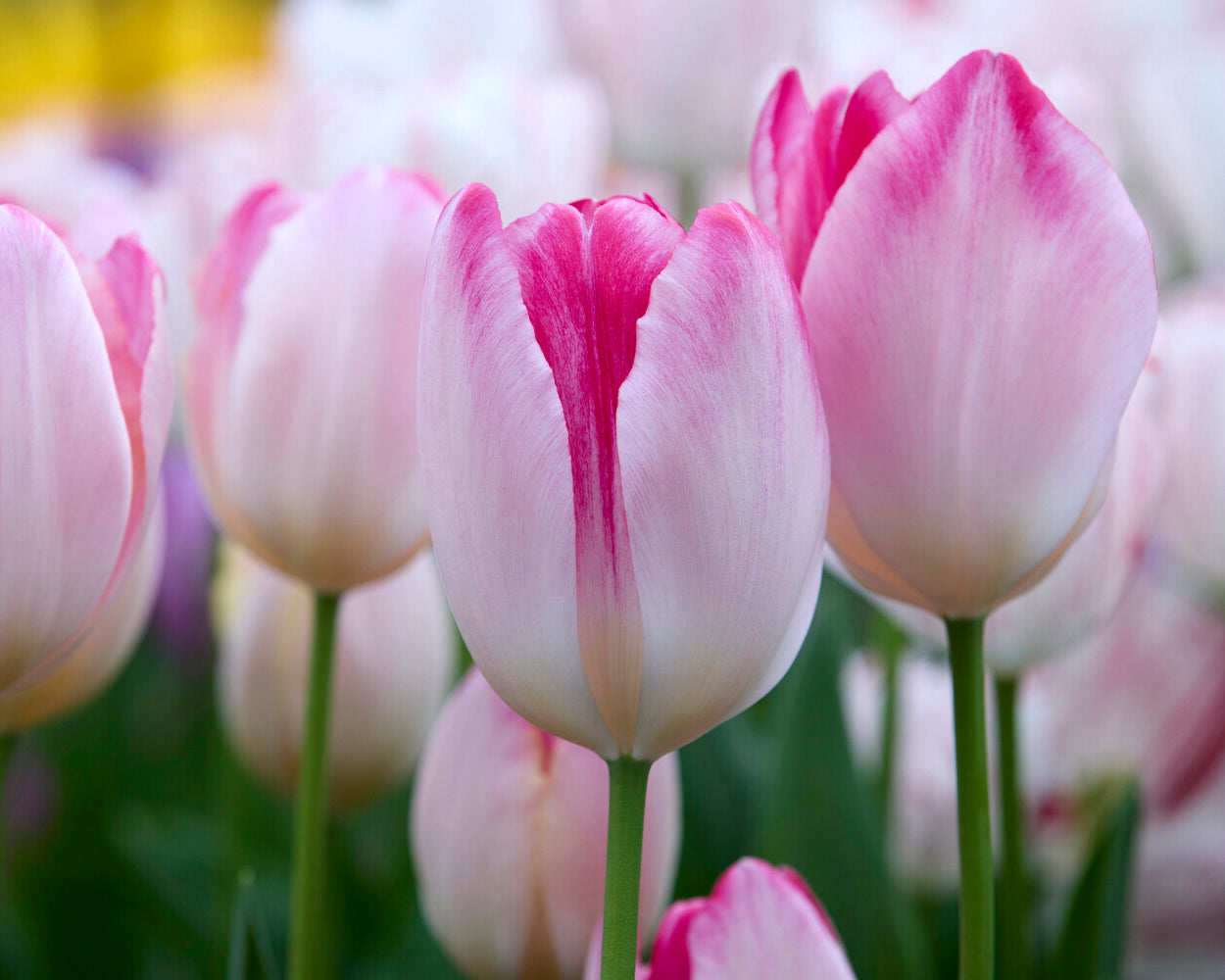 Tulip 'Supri Erotic' bulbs — Buy online at Farmer Gracy UK