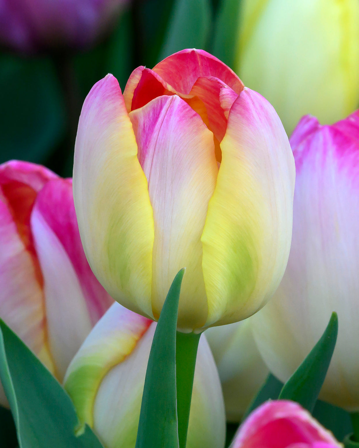Tulip 'Supri Erotic' bulbs | Buy online at Farmer Gracy UK