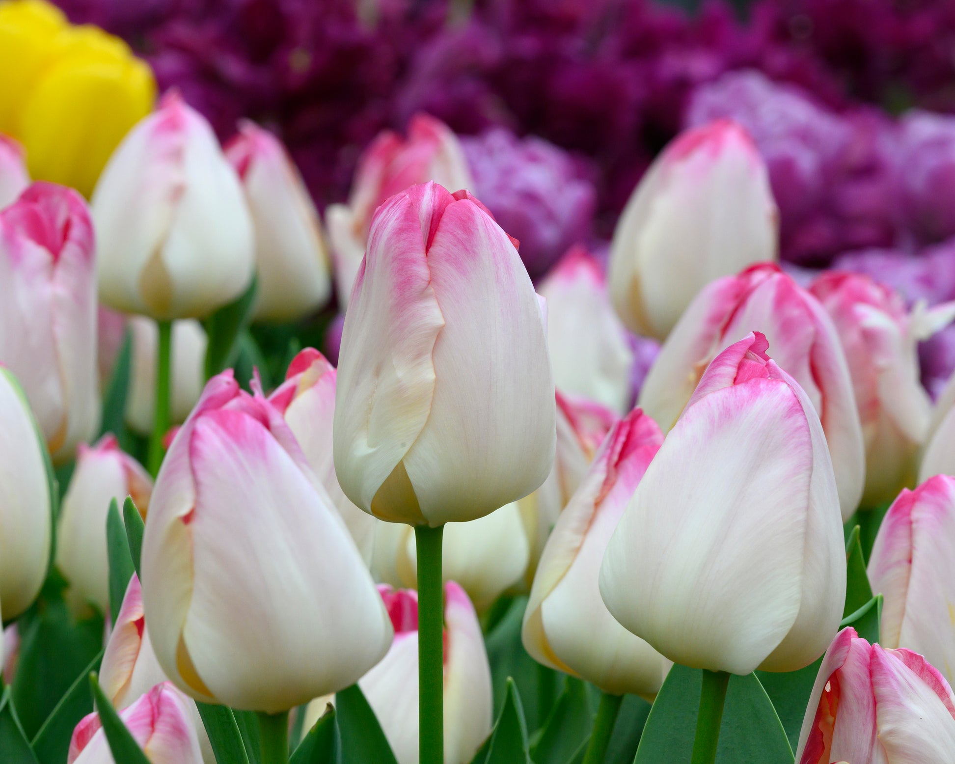 Tulip 'Supri Erotic' bulbs | Buy online at Farmer Gracy UK
