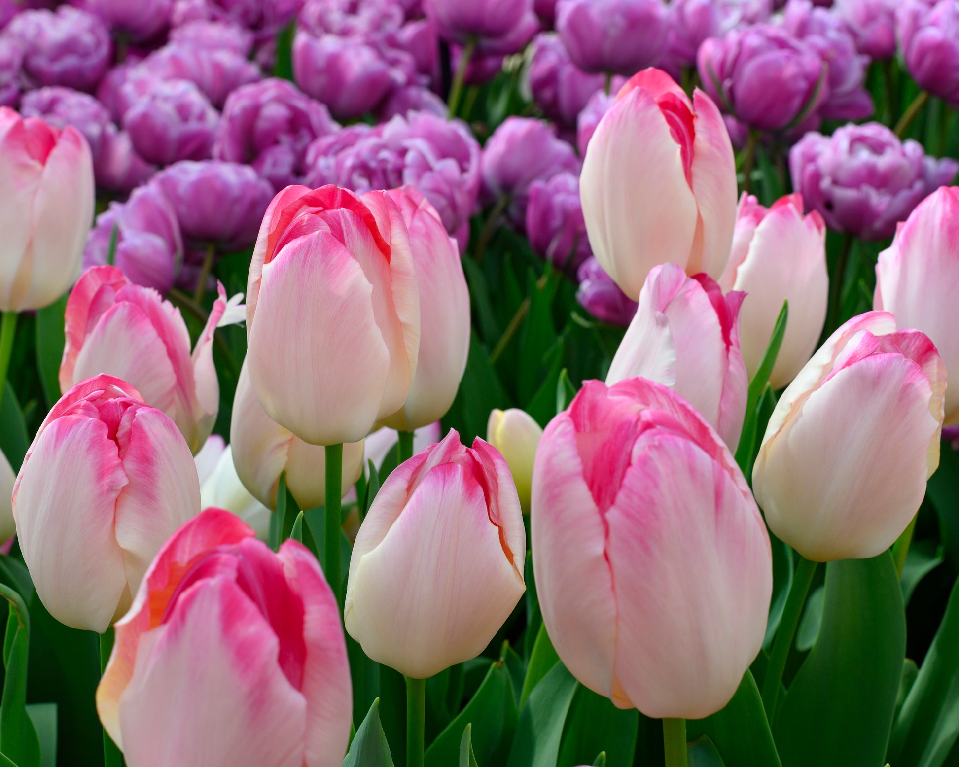 Tulip 'Supri Erotic' bulbs — Buy online at Farmer Gracy UK
